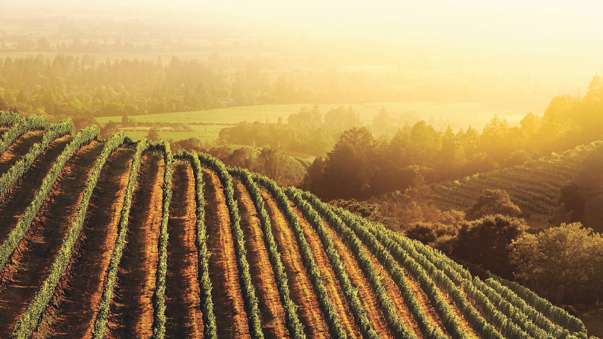 Napa Valley Wallpapers - Top Free Napa Valley Backgrounds - WallpaperAccess