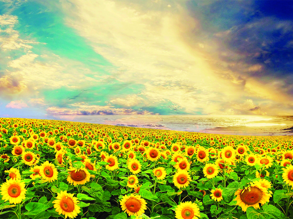 Flower Farm Wallpapers - Top Free Flower Farm Backgrounds - WallpaperAccess