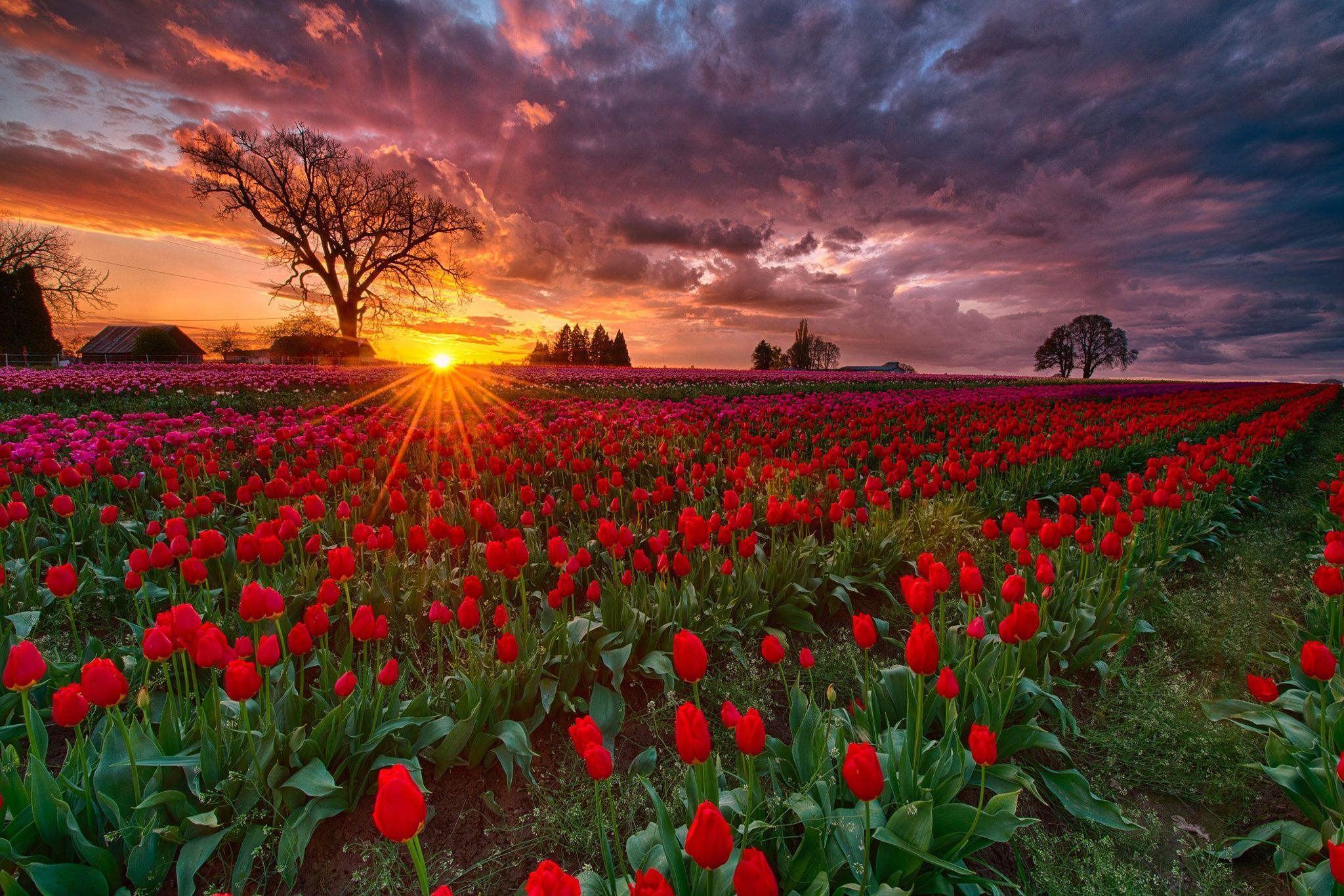 Flower Farm Wallpapers - Top Free Flower Farm Backgrounds - WallpaperAccess