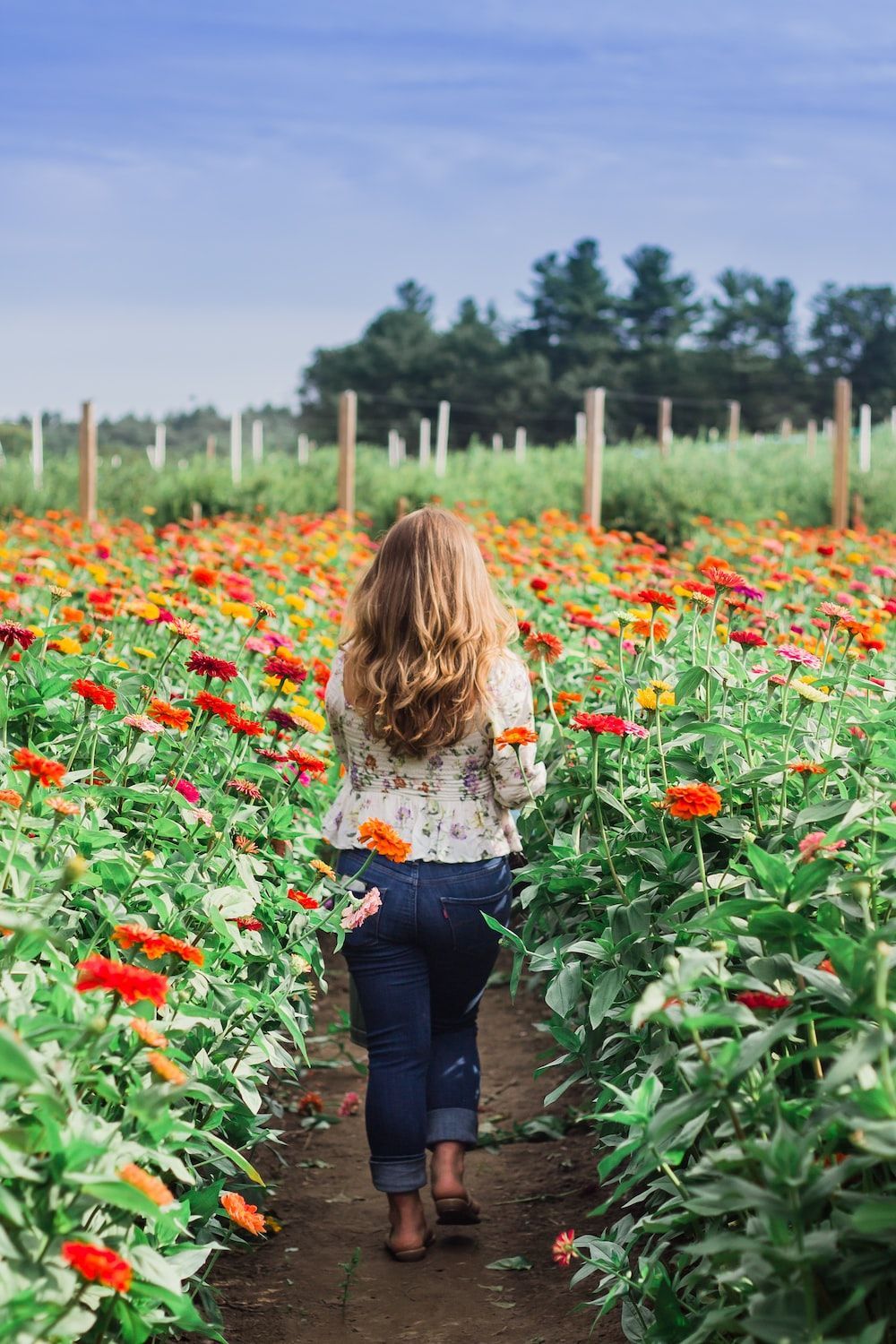 Flower Farm Wallpapers - Top Free Flower Farm Backgrounds - WallpaperAccess