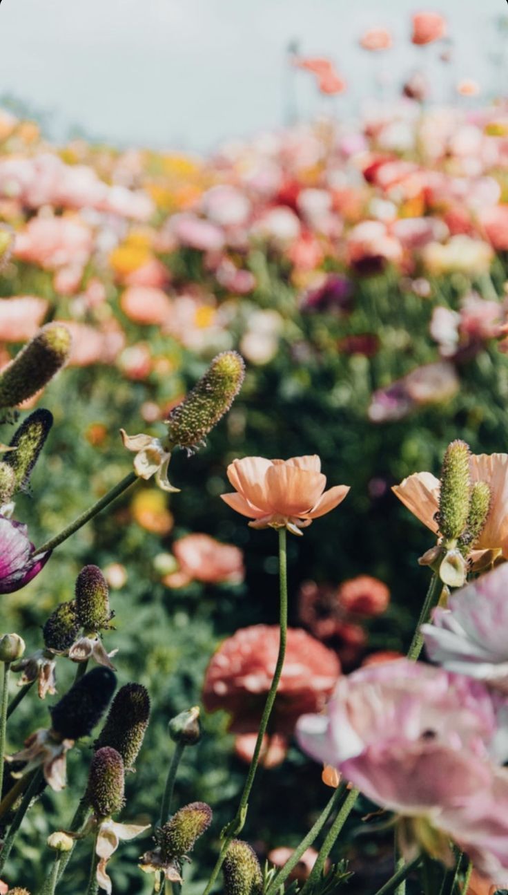 Flower Farm Wallpapers - Top Free Flower Farm Backgrounds - WallpaperAccess