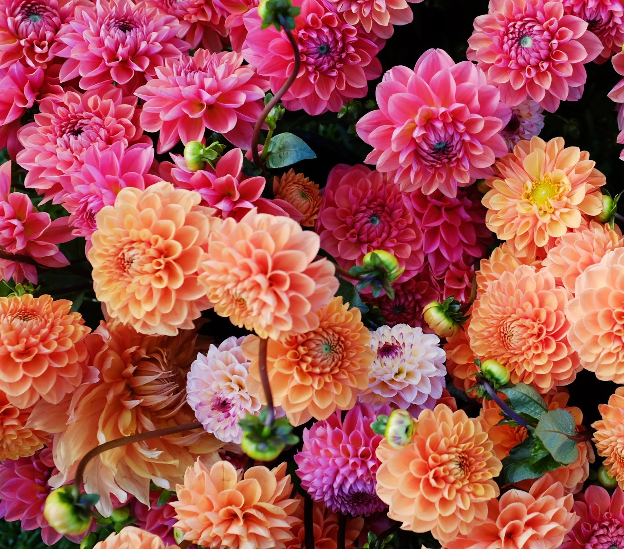 Flower Farm Wallpapers - Top Free Flower Farm Backgrounds - WallpaperAccess