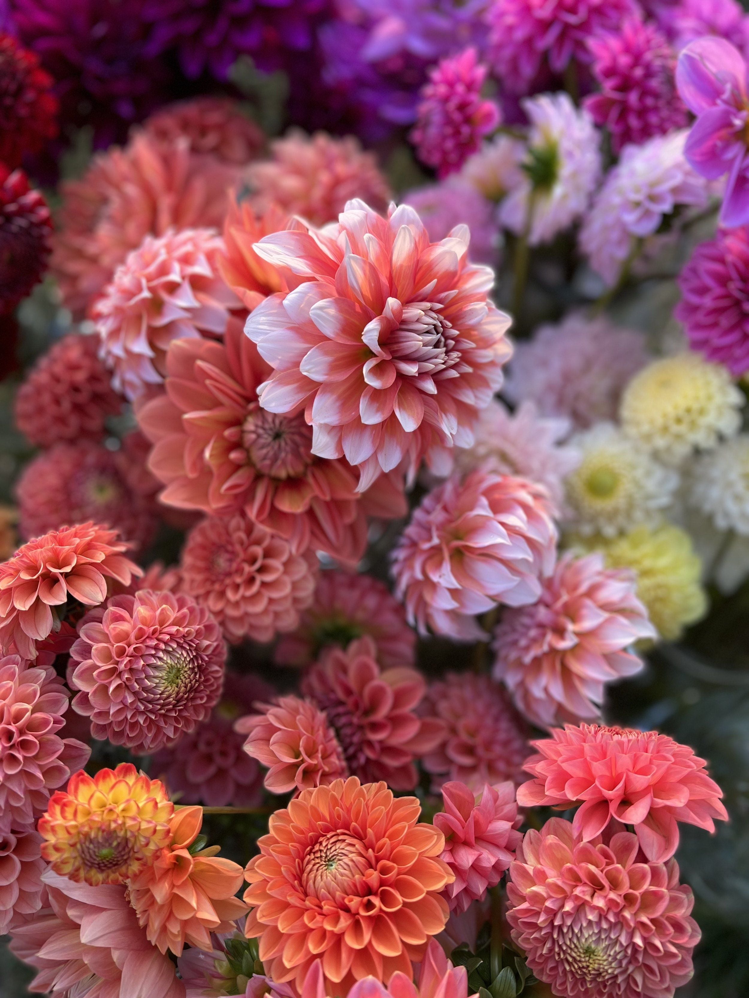 Flower Farm Wallpapers - Top Free Flower Farm Backgrounds - WallpaperAccess