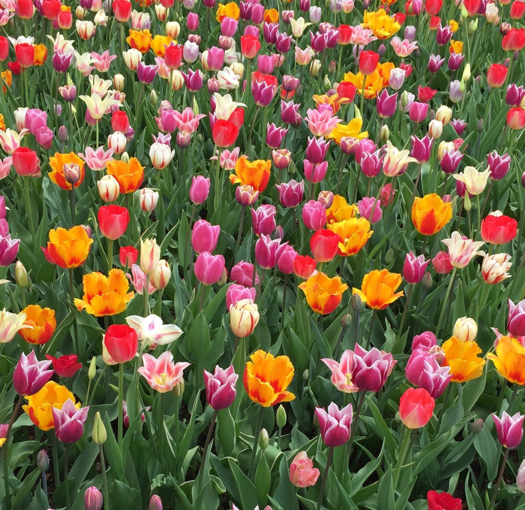 Flower Farm Wallpapers - Top Free Flower Farm Backgrounds - WallpaperAccess