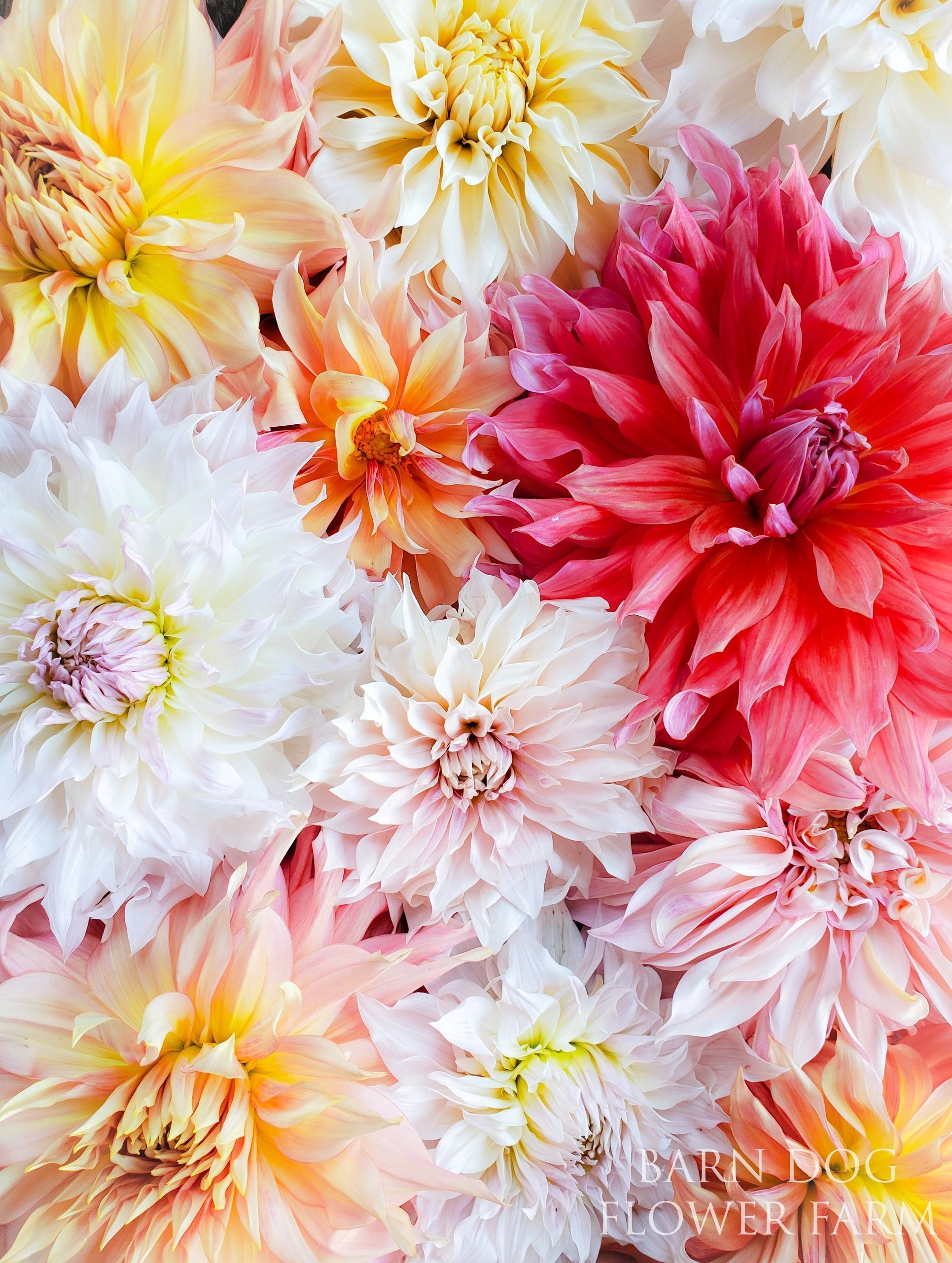 Flower Farm Wallpapers - Top Free Flower Farm Backgrounds - WallpaperAccess