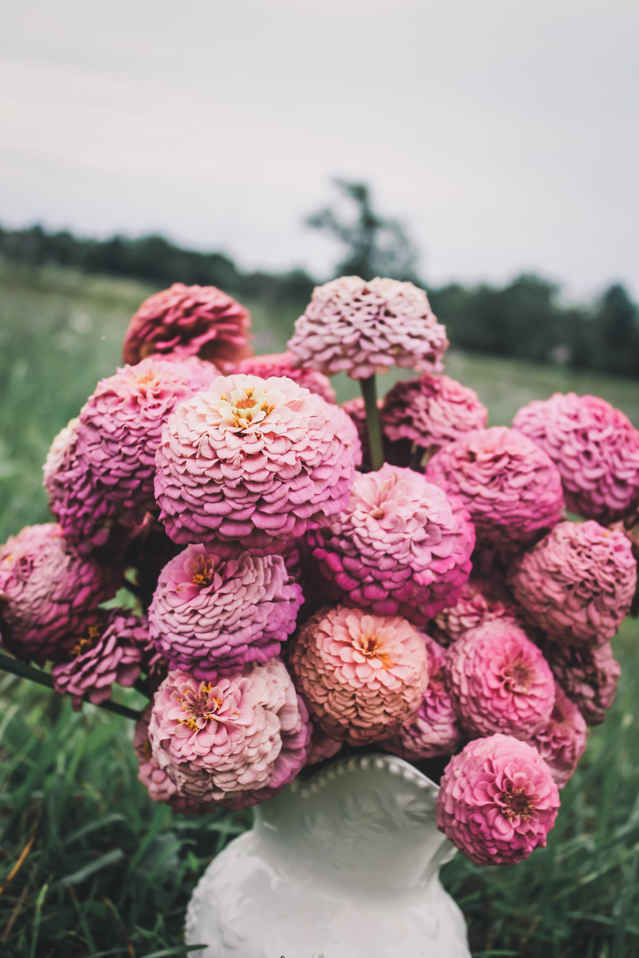 Flower Farm Wallpapers - Top Free Flower Farm Backgrounds - WallpaperAccess