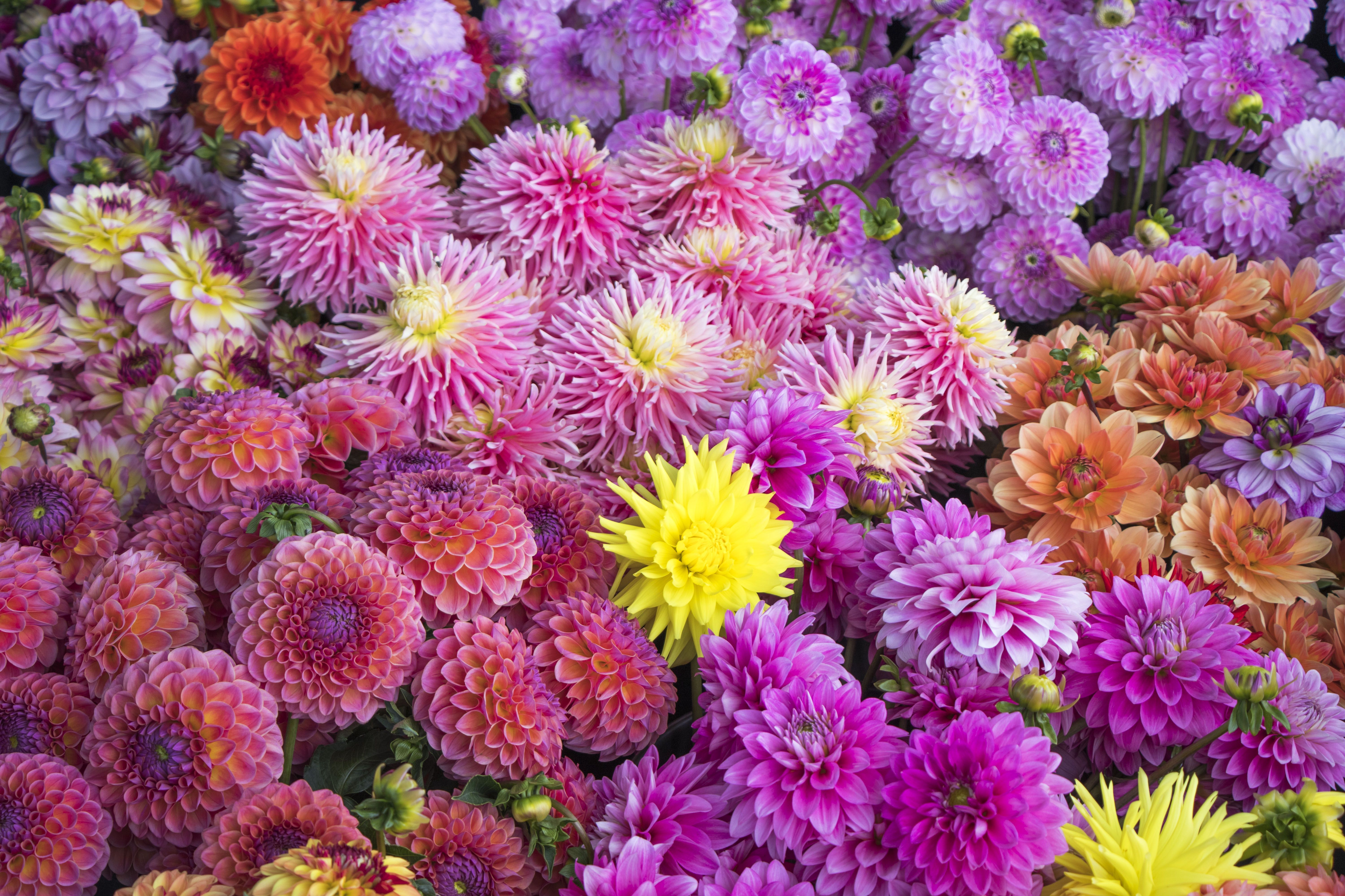 Flower Farm Wallpapers - Top Free Flower Farm Backgrounds - WallpaperAccess