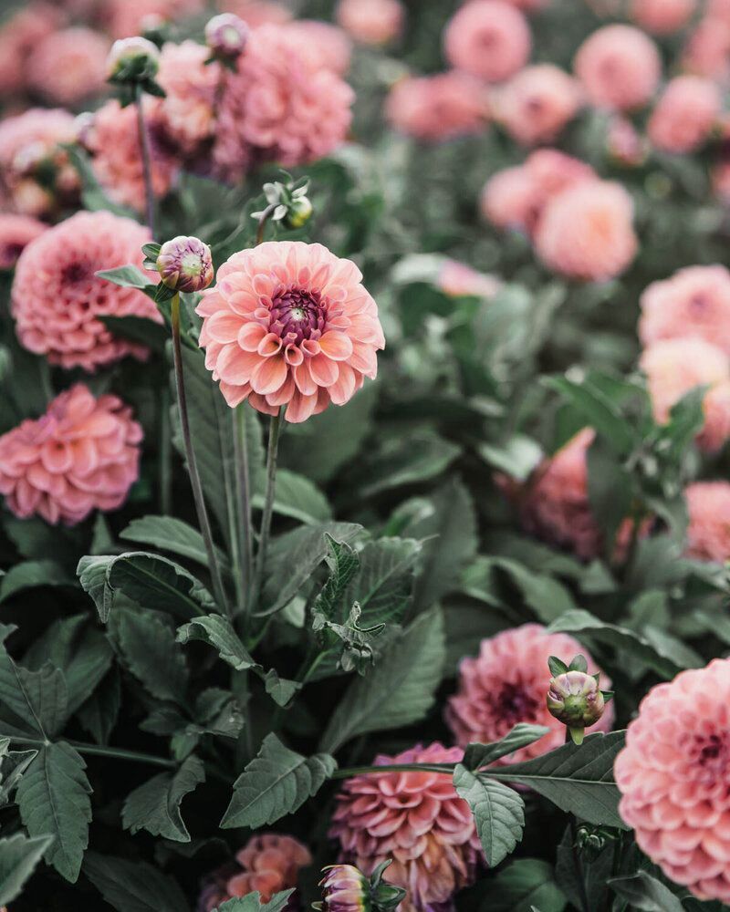 Flower Farm Wallpapers - Top Free Flower Farm Backgrounds - WallpaperAccess