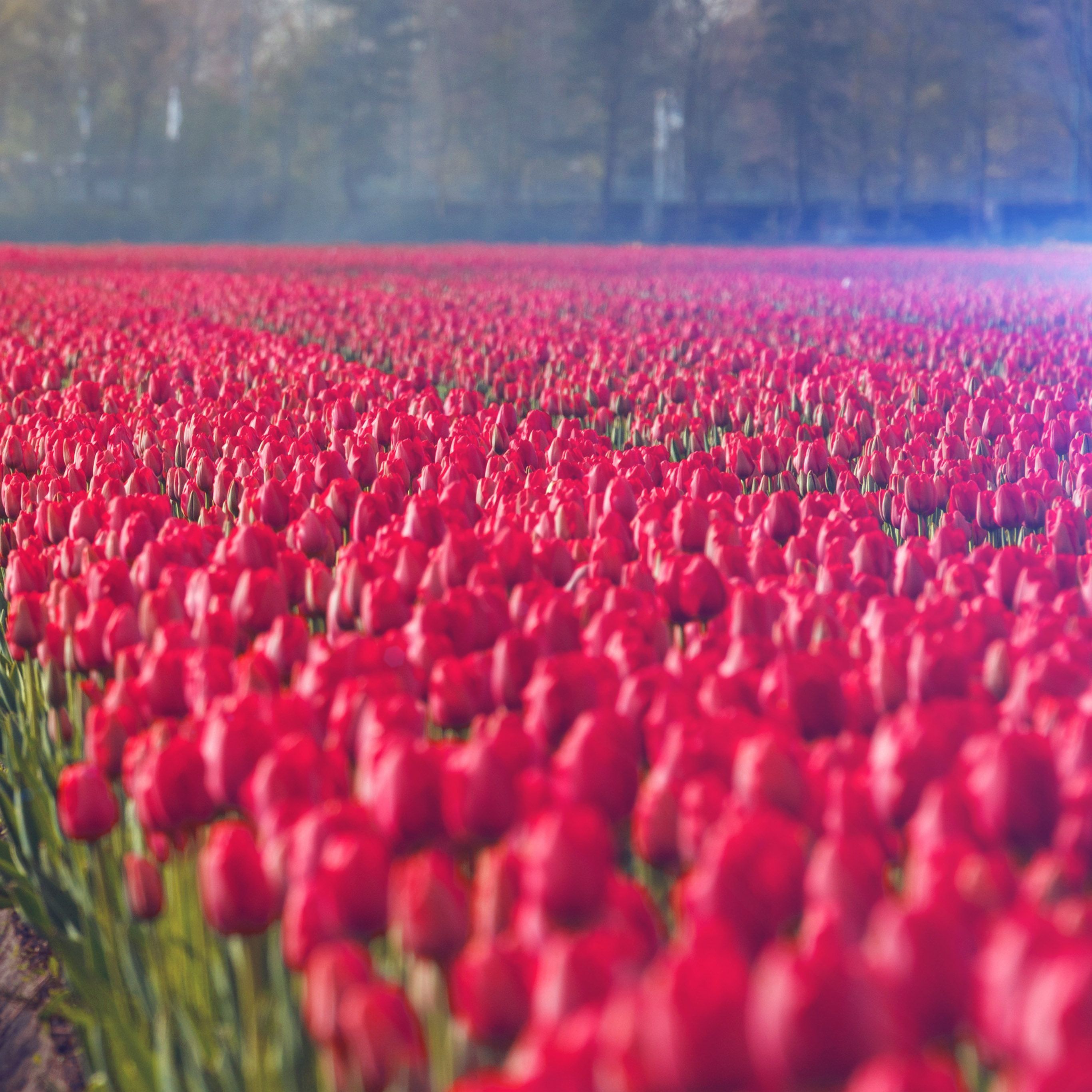 Flower Farm Wallpapers - Top Free Flower Farm Backgrounds - WallpaperAccess