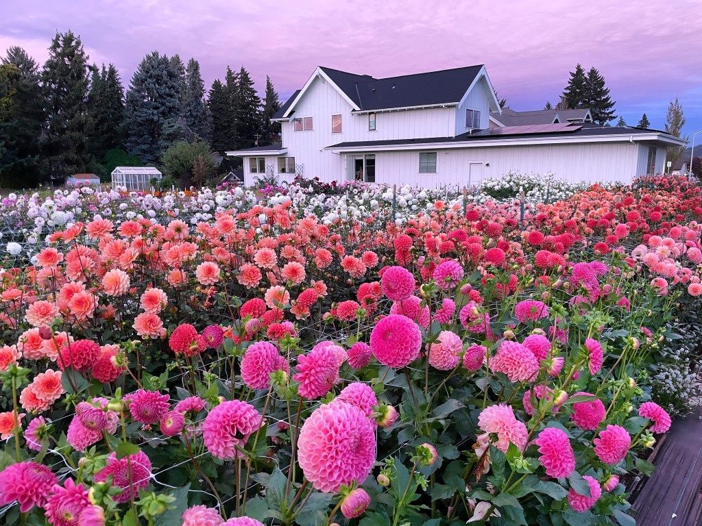 Flower Farm Wallpapers - Top Free Flower Farm Backgrounds - WallpaperAccess