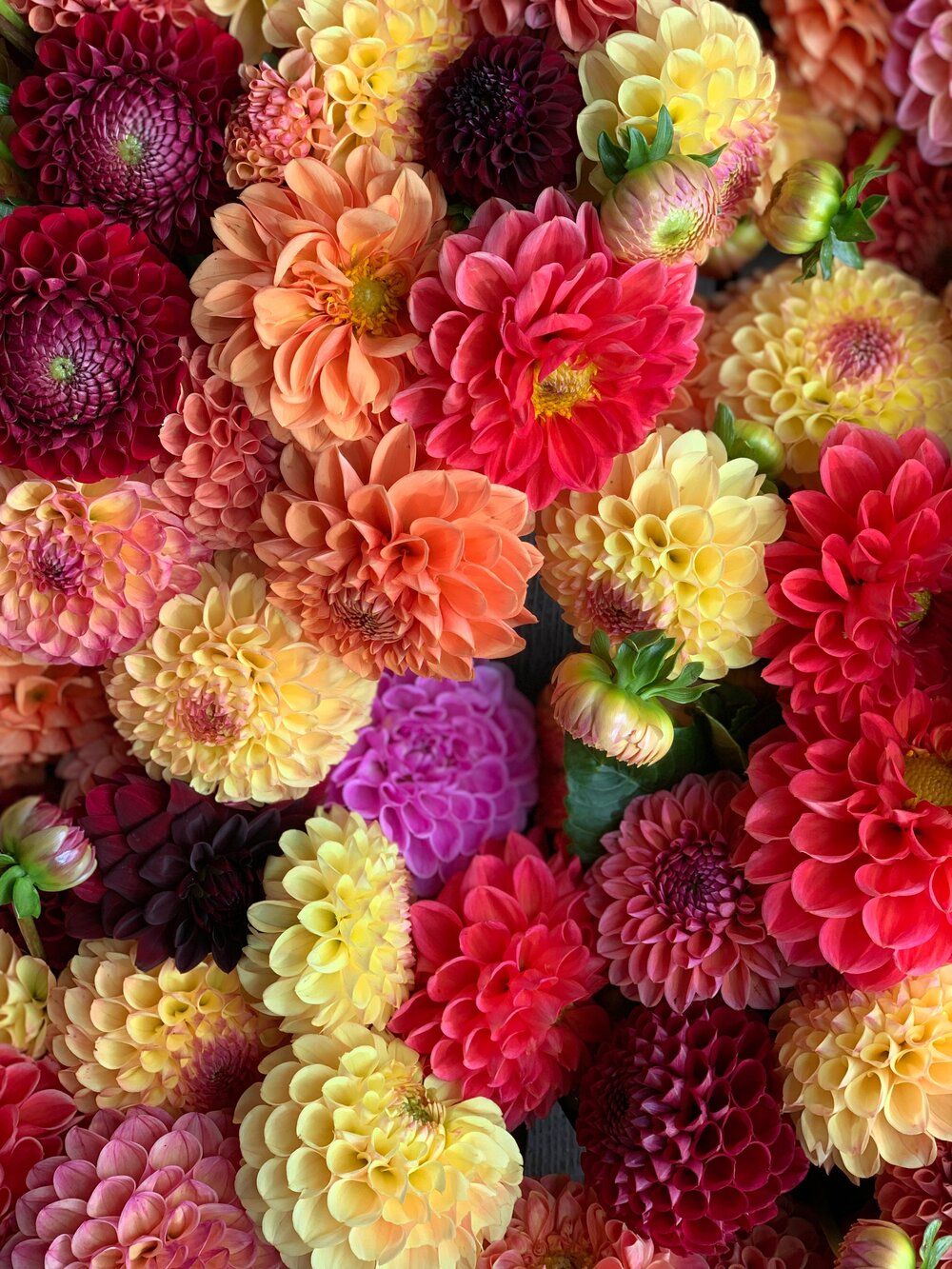 Flower Farm Wallpapers - Top Free Flower Farm Backgrounds - WallpaperAccess