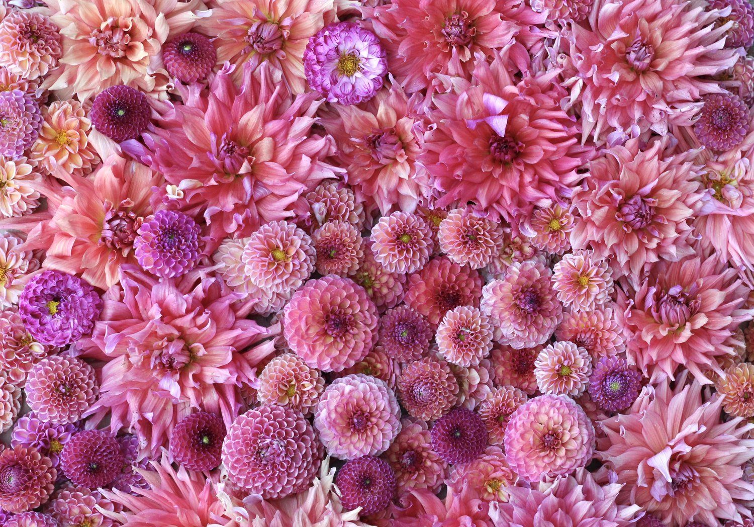 Flower Farm Wallpapers - Top Free Flower Farm Backgrounds - WallpaperAccess