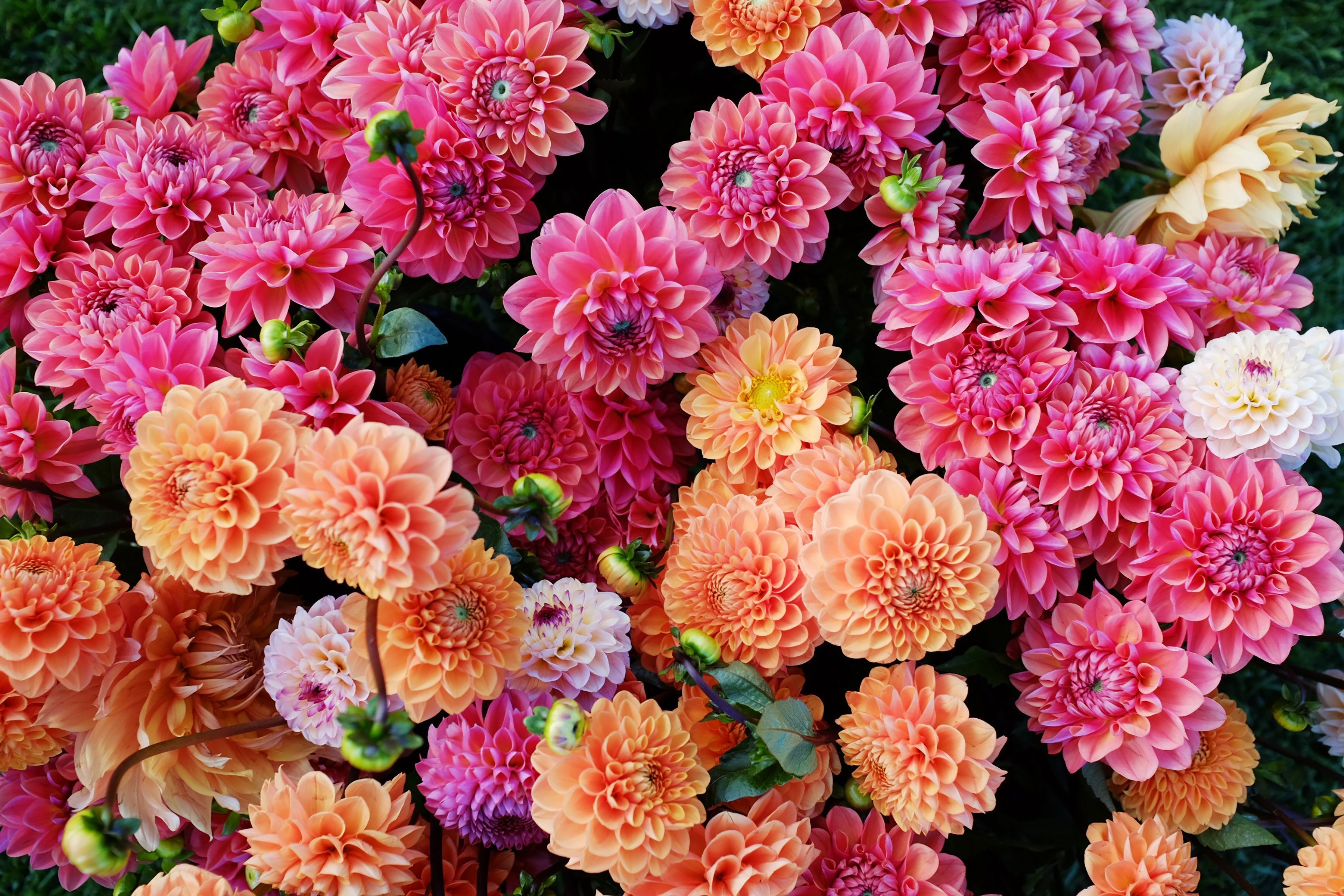 Flower Farm Wallpapers - Top Free Flower Farm Backgrounds - WallpaperAccess