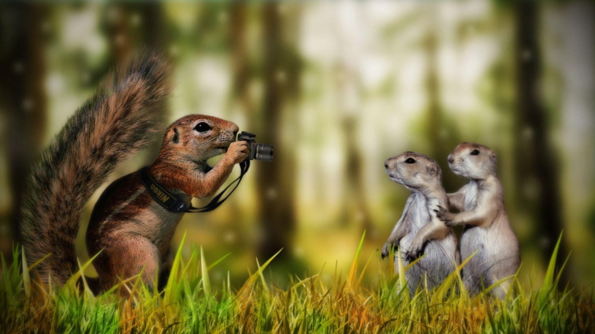Funny Animal Desktop Wallpapers - Top Free Funny Animal Desktop ...