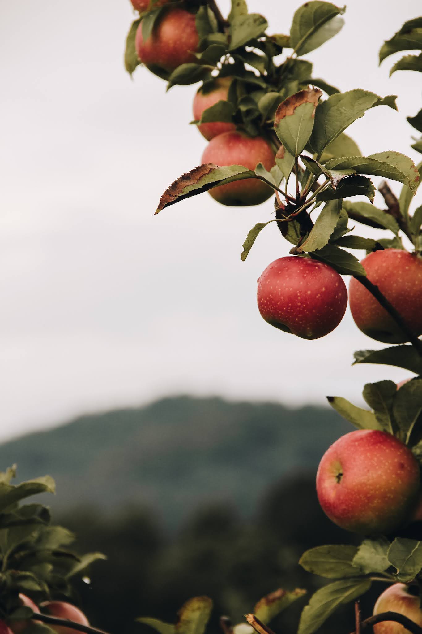 Orchard iPhone Wallpapers - Top Free Orchard iPhone Backgrounds ...