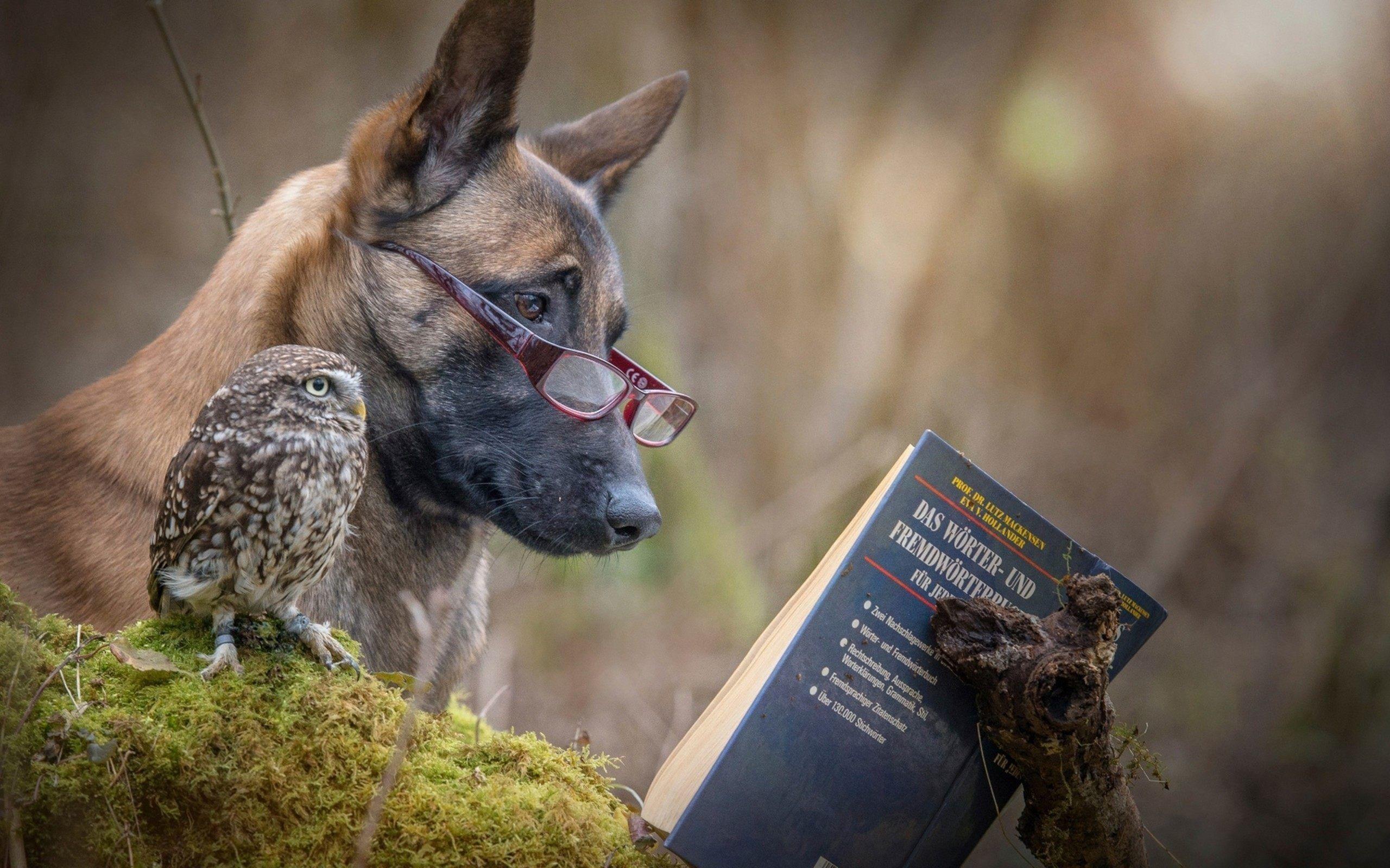 Funny Animal Desktop Wallpapers - Top Free Funny Animal Desktop ...