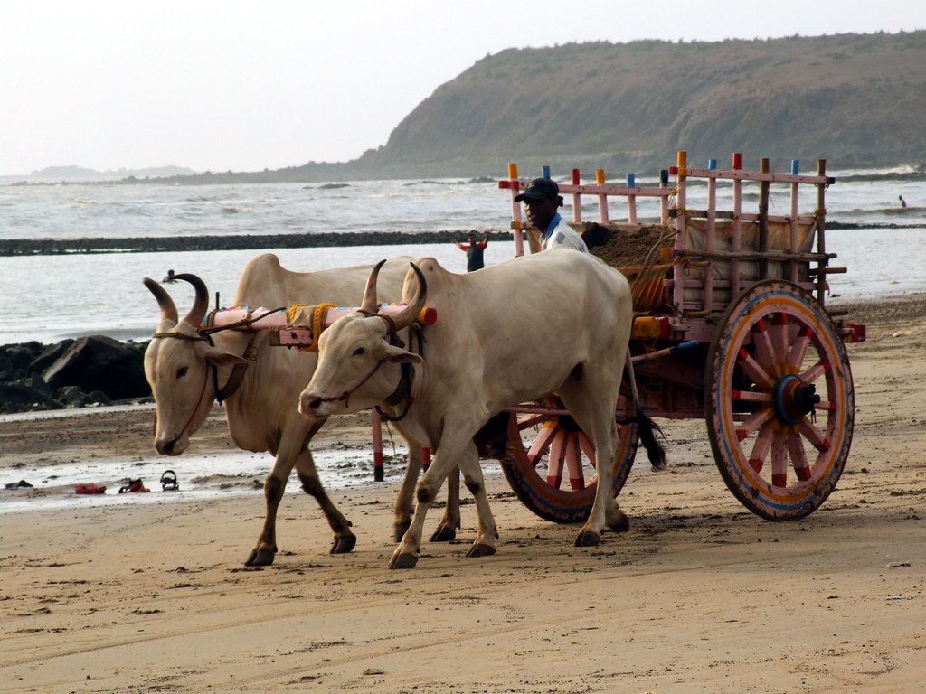 Bullock Cart Wallpapers - Top Free Bullock Cart Backgrounds ...