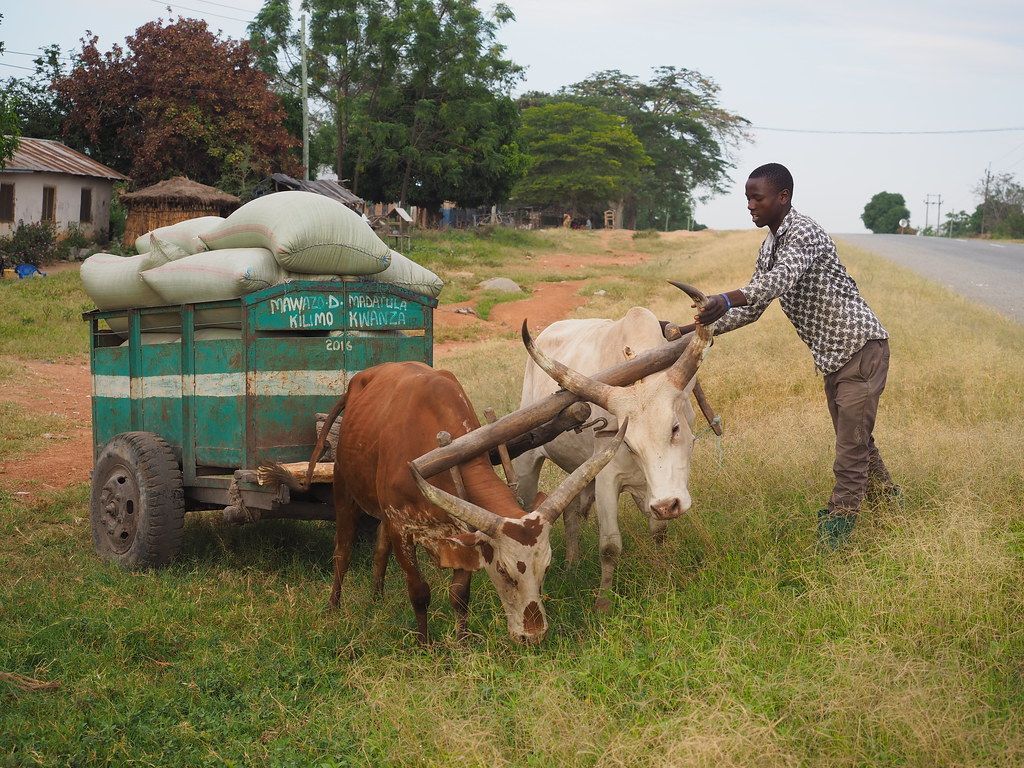 Bullock Cart Wallpapers - Top Free Bullock Cart Backgrounds ...