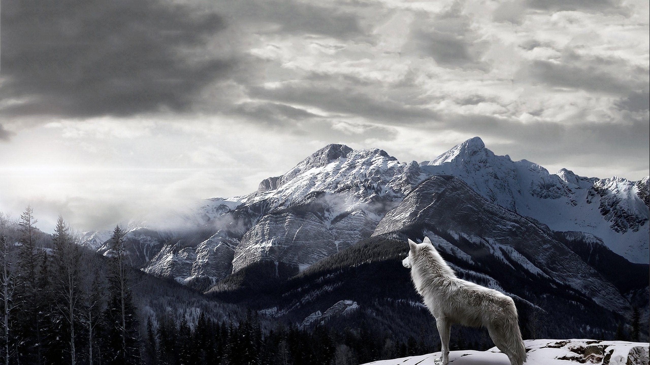 Wolves HD Wallpapers - Top Free Wolves HD Backgrounds - WallpaperAccess
