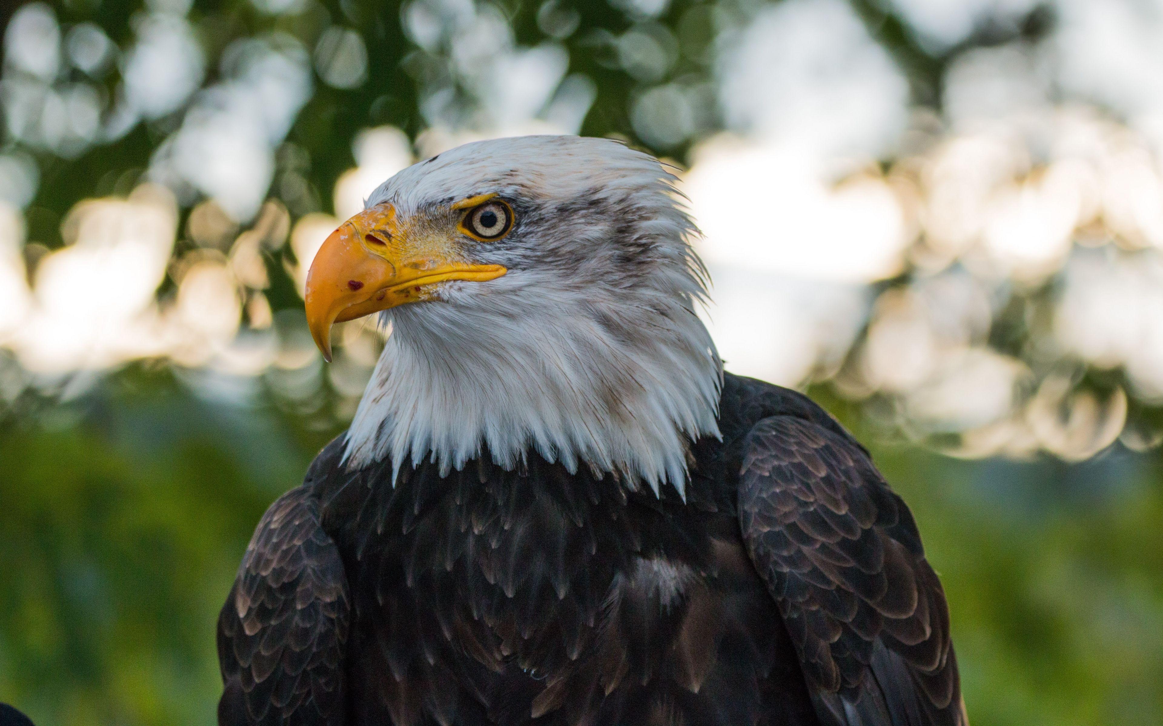 Eagle 4K Wallpapers - Top Free Eagle 4K Backgrounds - WallpaperAccess