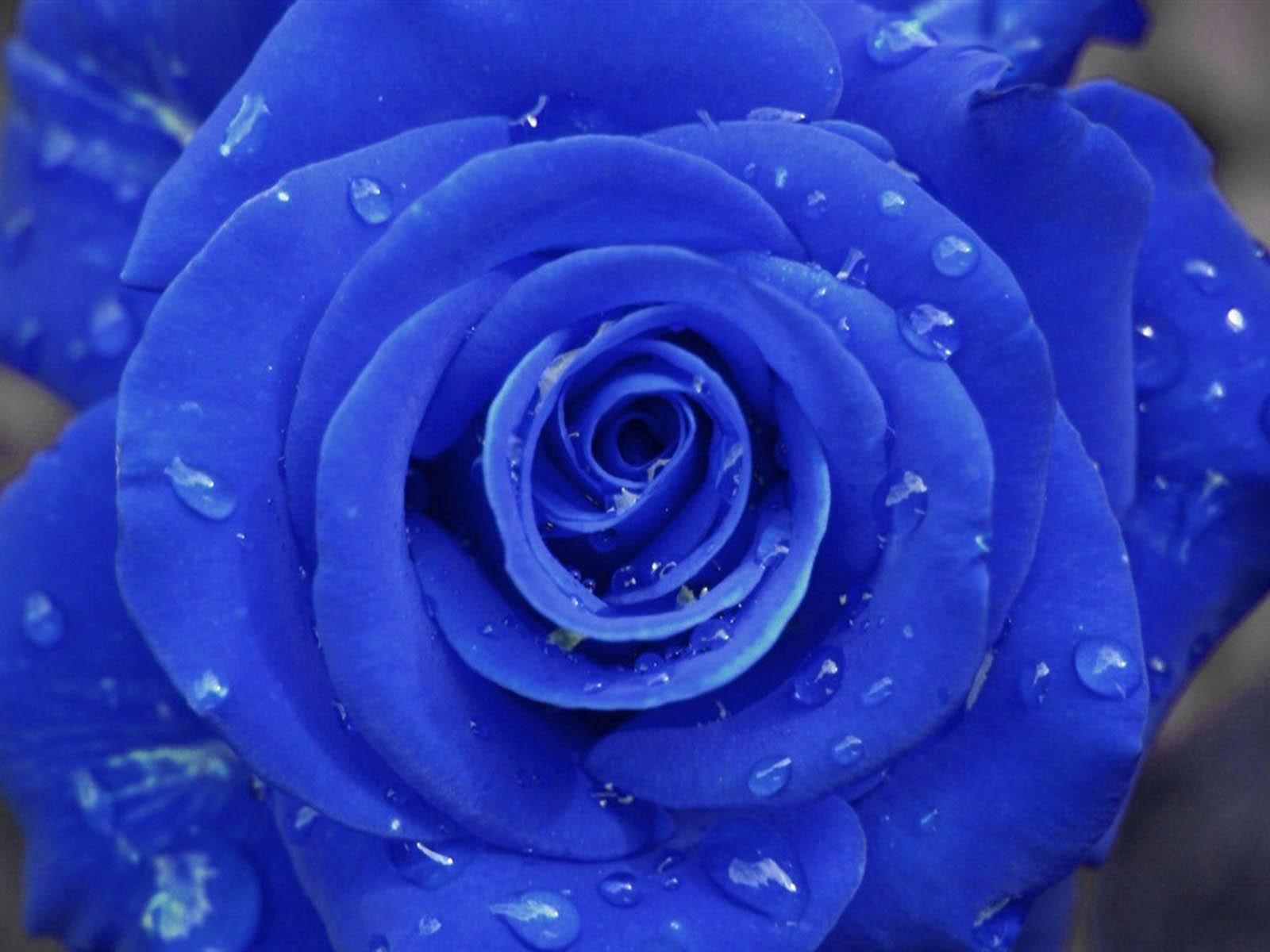 Blue Rose Wallpapers - Top Free Blue Rose Backgrounds - WallpaperAccess