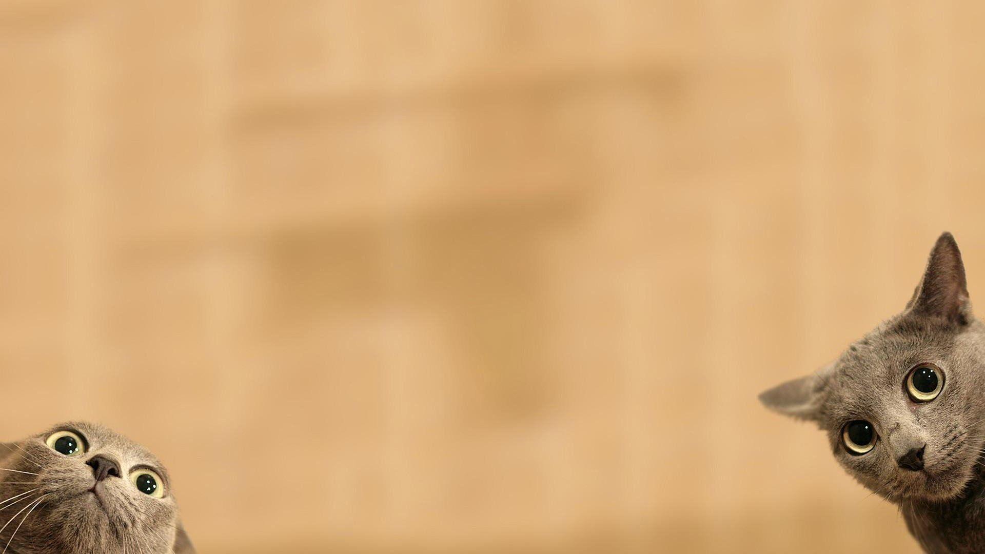 Cat Meme Wallpapers - Top Free Cat Meme Backgrounds - WallpaperAccess