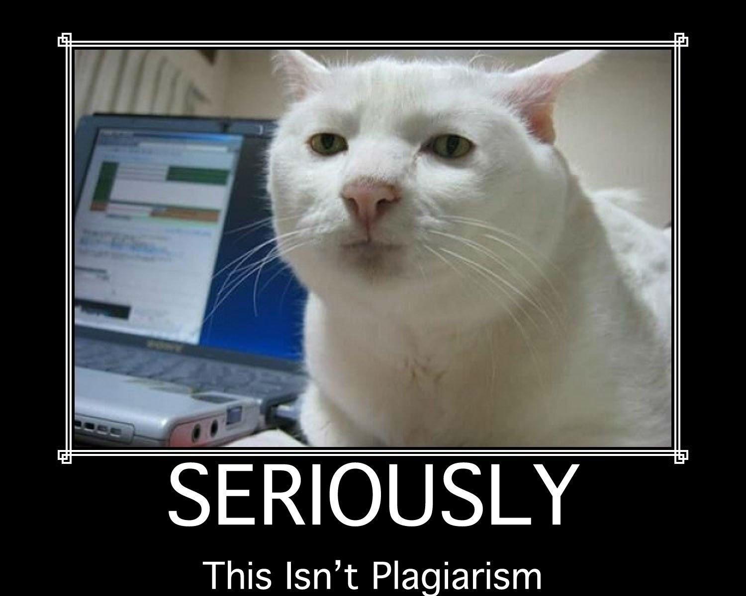 Cat Meme Wallpapers - Top Free Cat Meme Backgrounds - WallpaperAccess