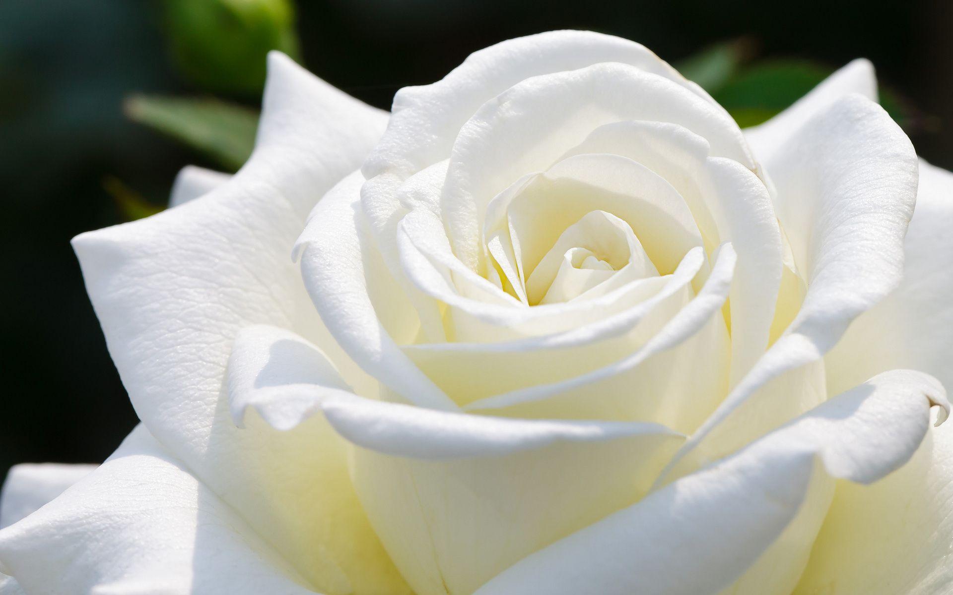 White Rose Wallpapers Top Free White Rose Backgrounds WallpaperAccess White Rose Wallpapers Top Free White Rose Backgrounds WallpaperAccess