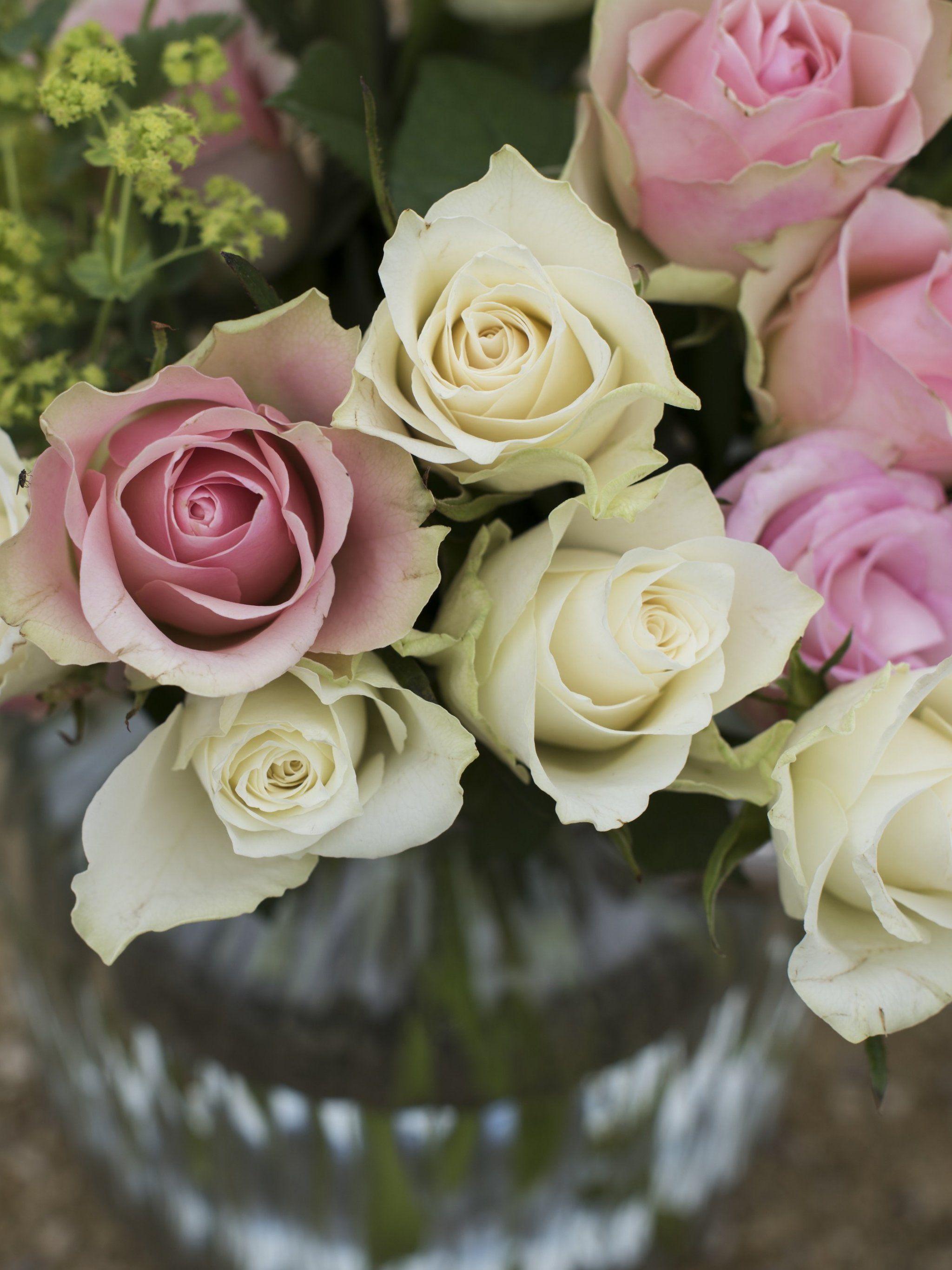 Pink and White Roses Wallpapers - Top Free Pink and White Roses ...