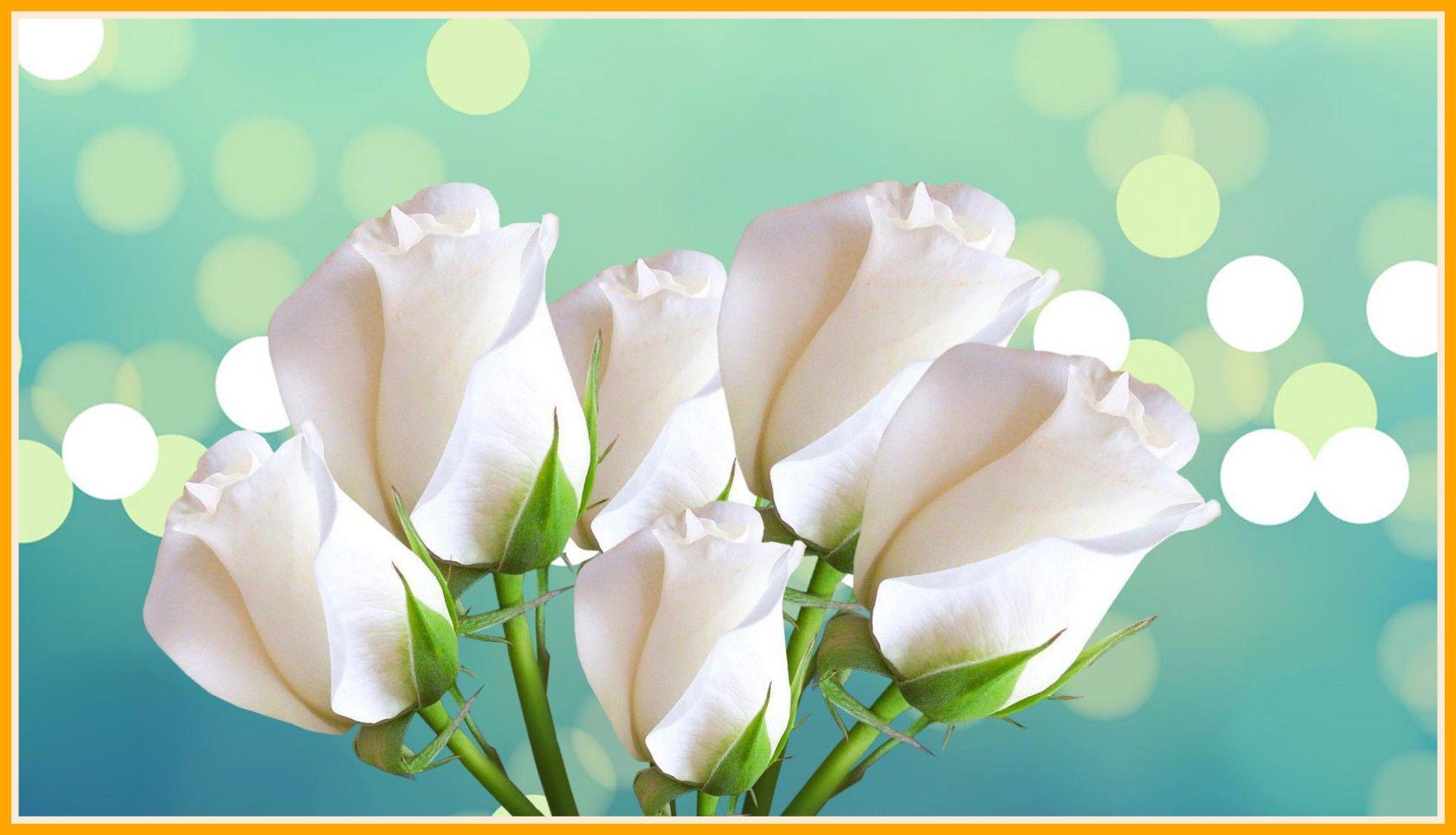 White Roses Wallpapers - Top Free White Roses Backgrounds - WallpaperAccess