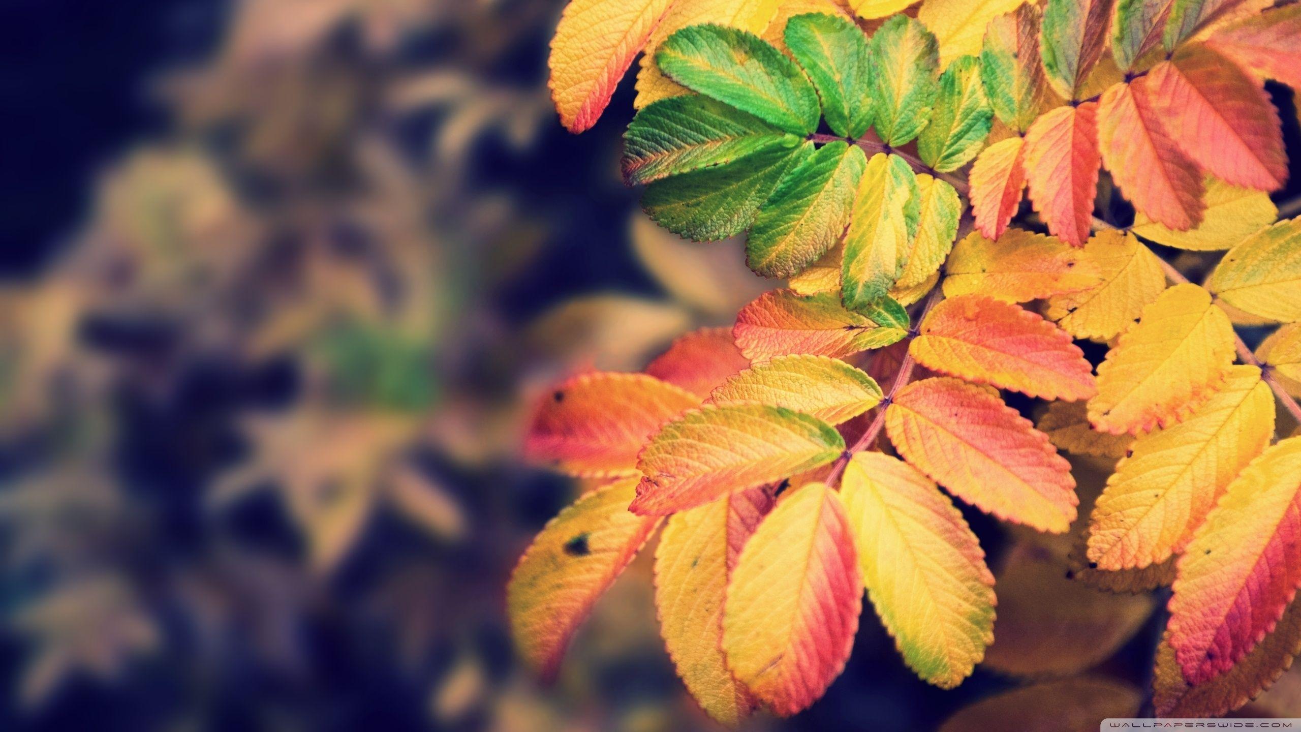 Autumn Leaves Desktop Wallpapers - Top Free Autumn Leaves Desktop ...