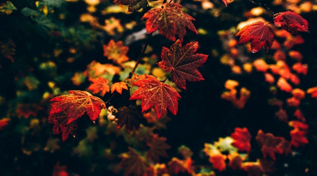 Red Leaves Wallpapers - Top Free Red Leaves Backgrounds - WallpaperAccess