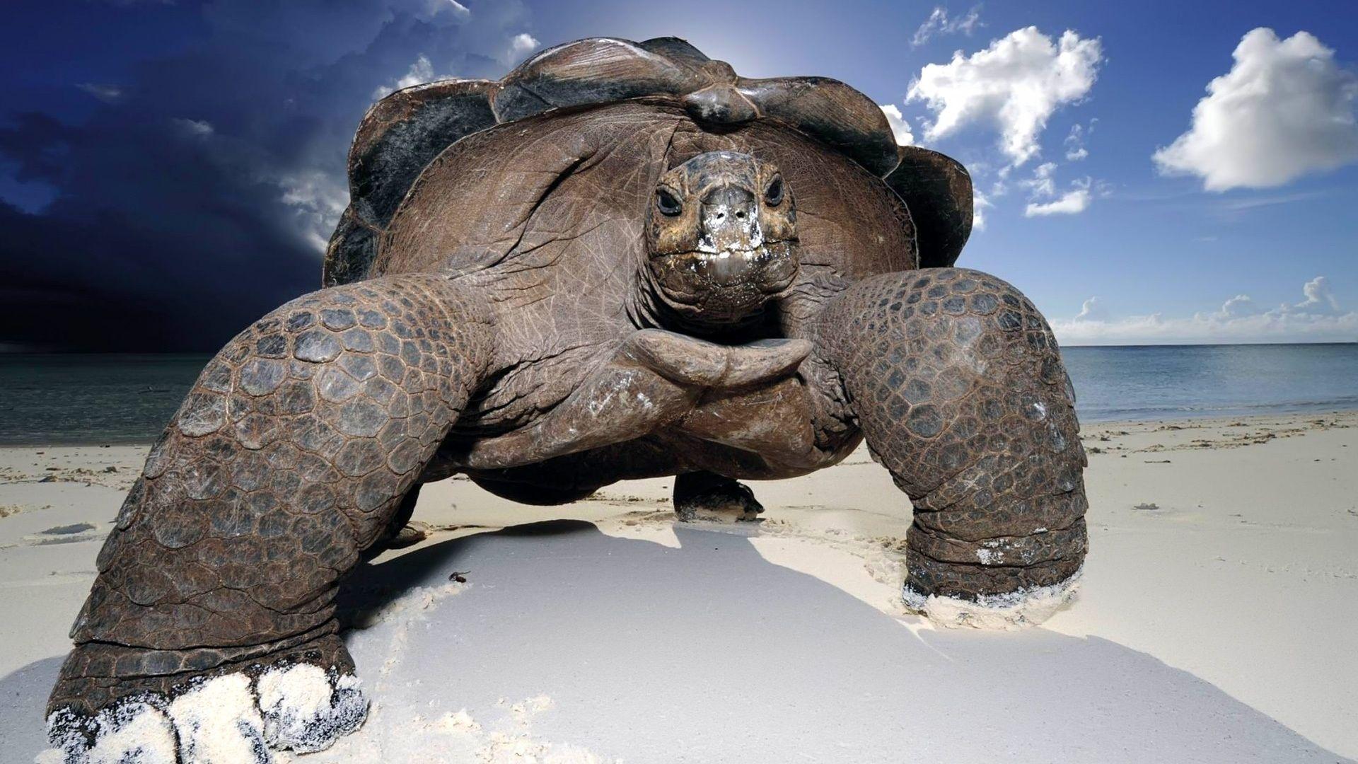 Galapagos Islands Wallpapers - Top Free Galapagos Islands Backgrounds ...
