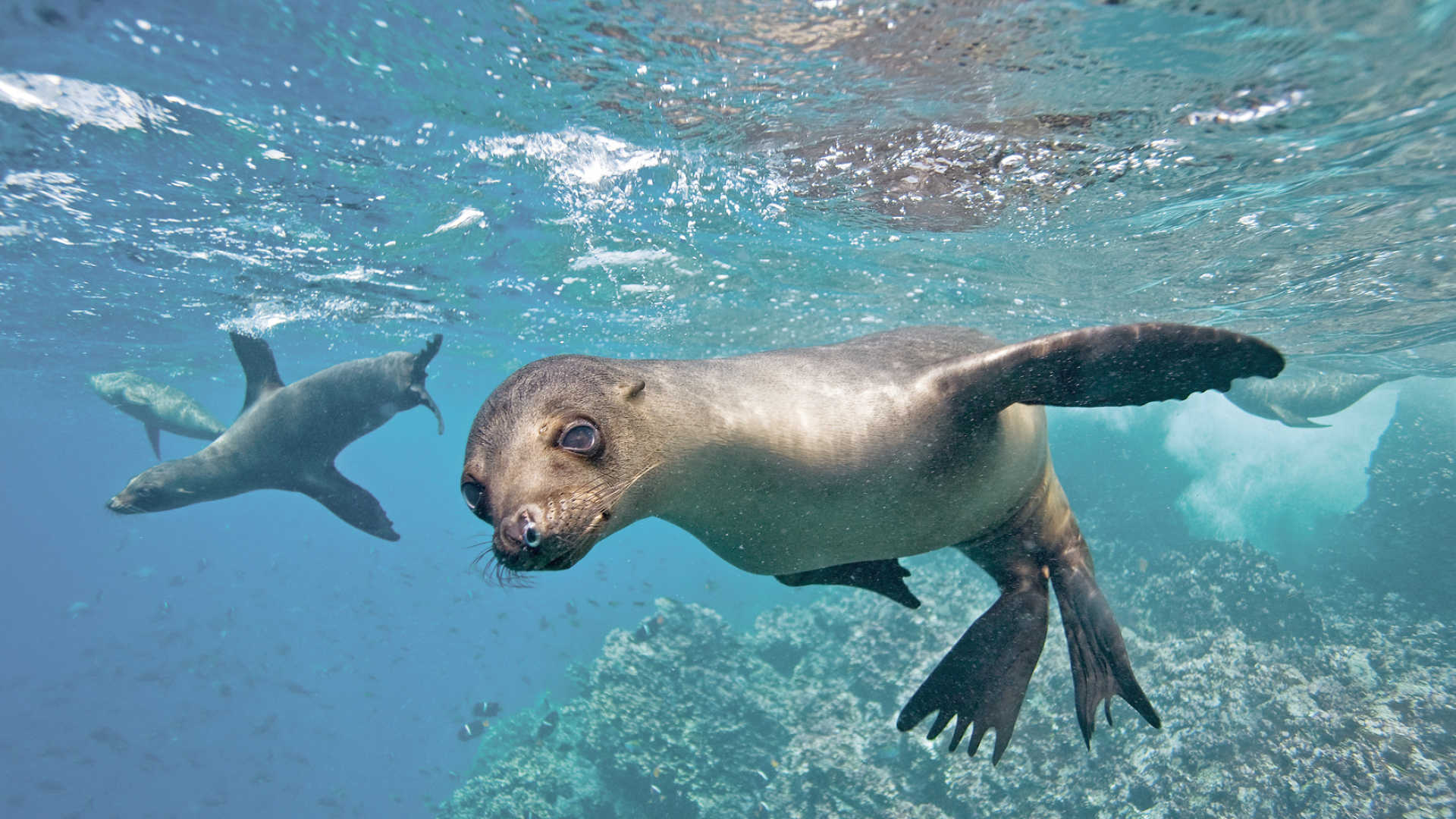 Galapagos Islands Wallpapers - Top Free Galapagos Islands Backgrounds ...
