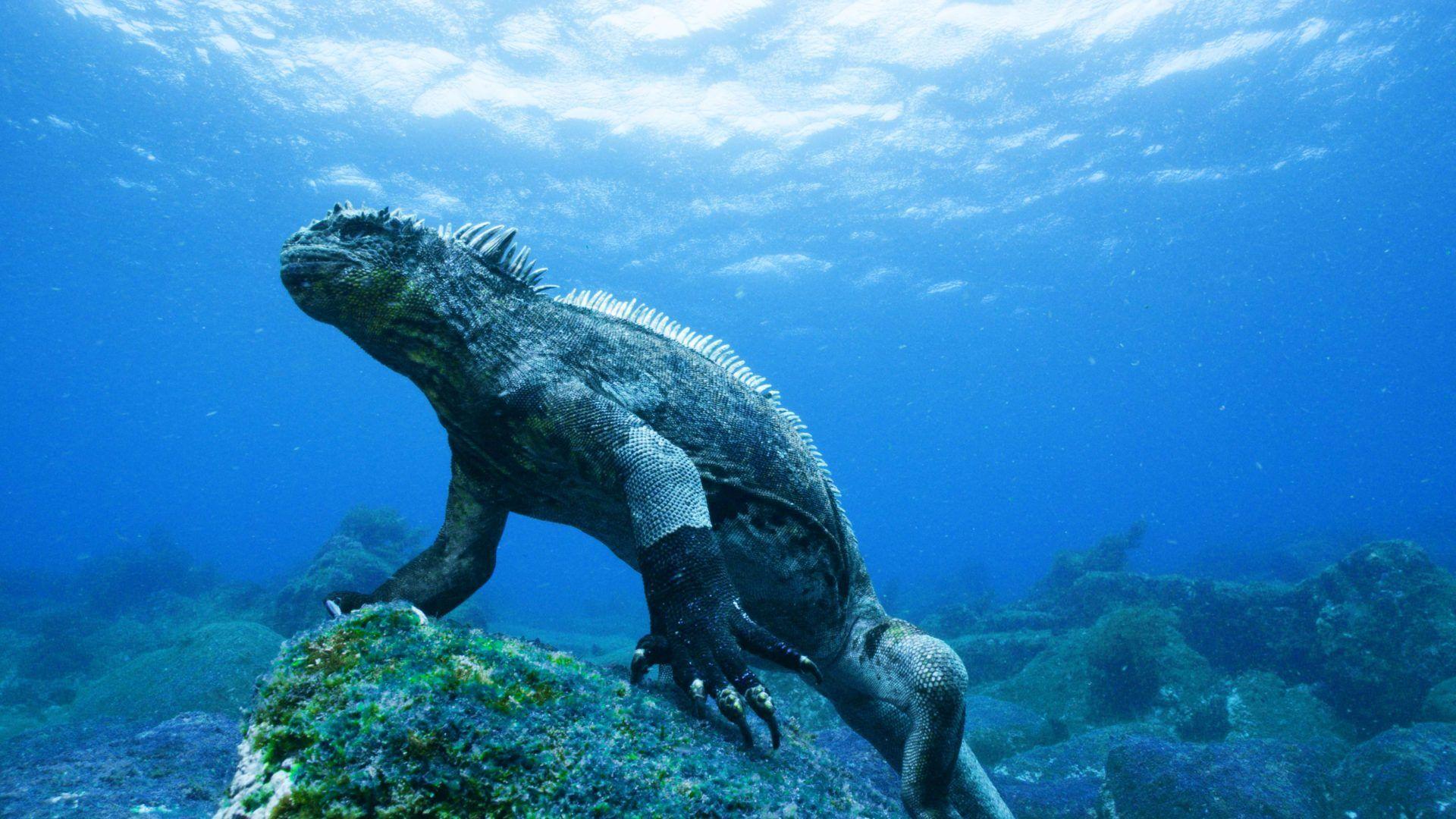 Galapagos Islands Wallpapers - Top Free Galapagos Islands Backgrounds ...