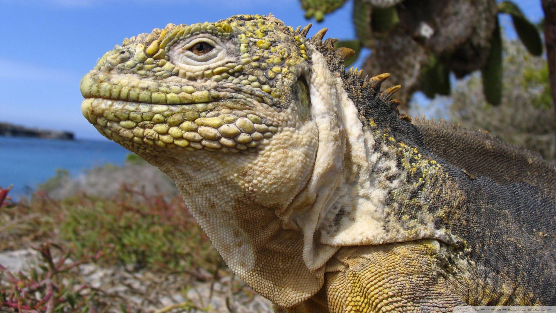Galapagos Islands Wallpapers - Top Free Galapagos Islands Backgrounds ...