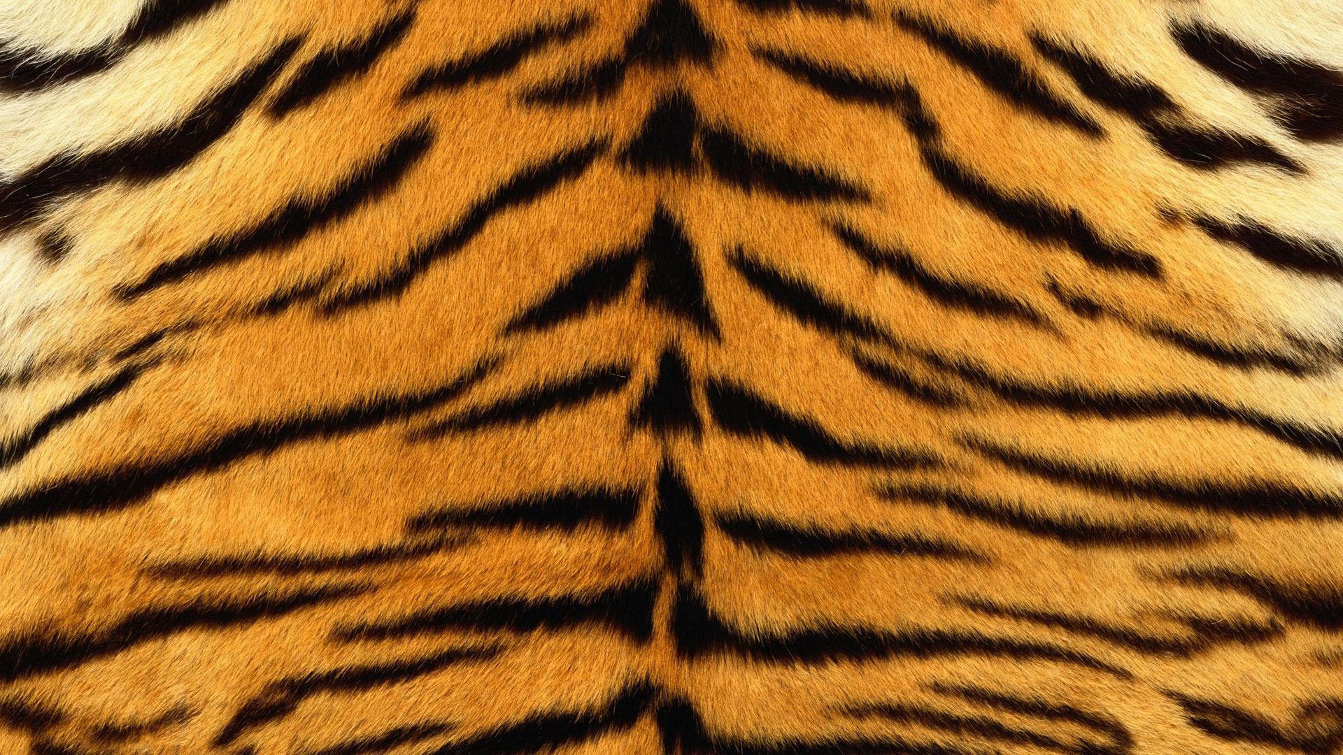 Tiger Stripes Wallpapers - Top Free Tiger Stripes Backgrounds ...
