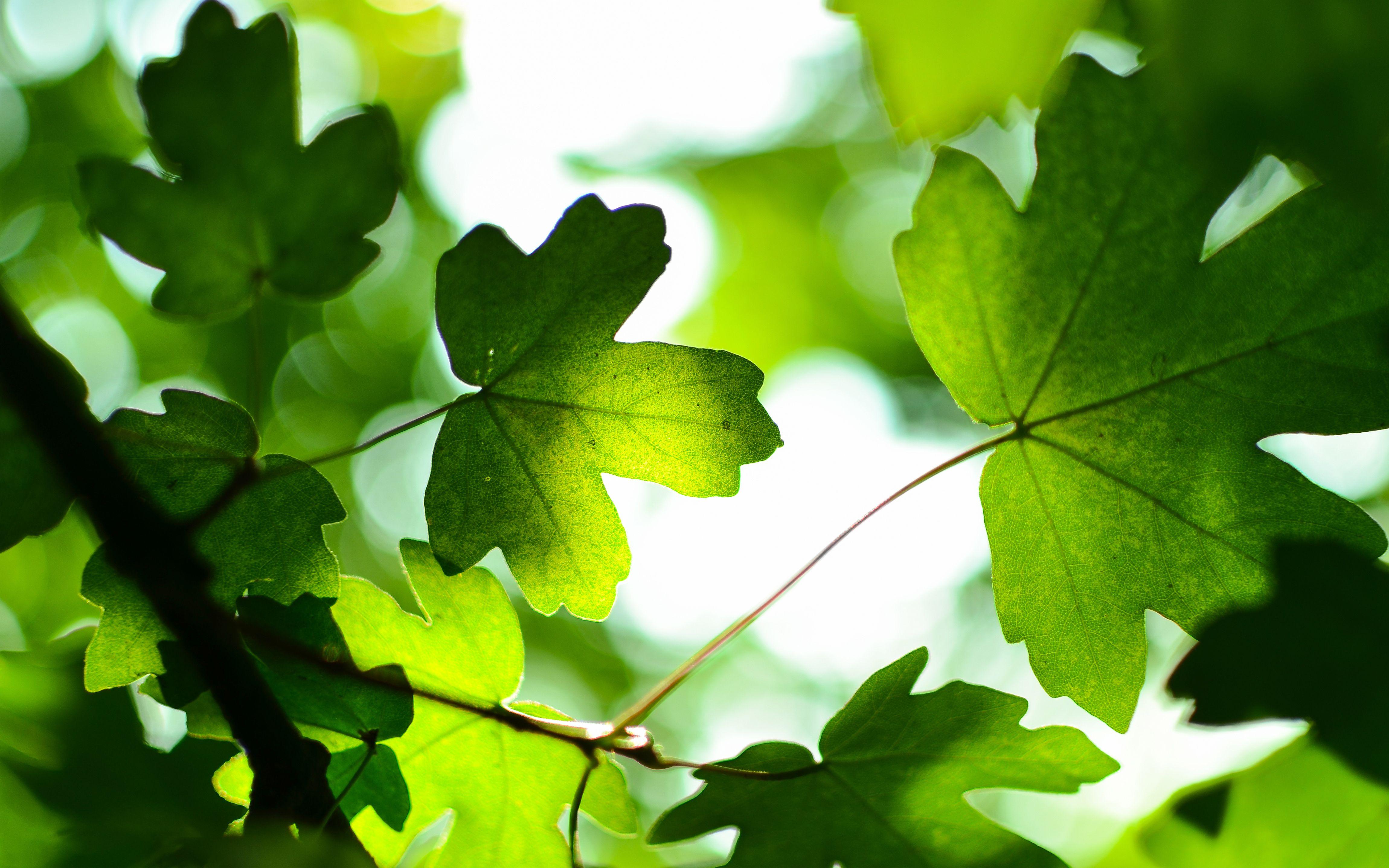 Green Leaves Wallpapers - Top Free Green Leaves Backgrounds ...