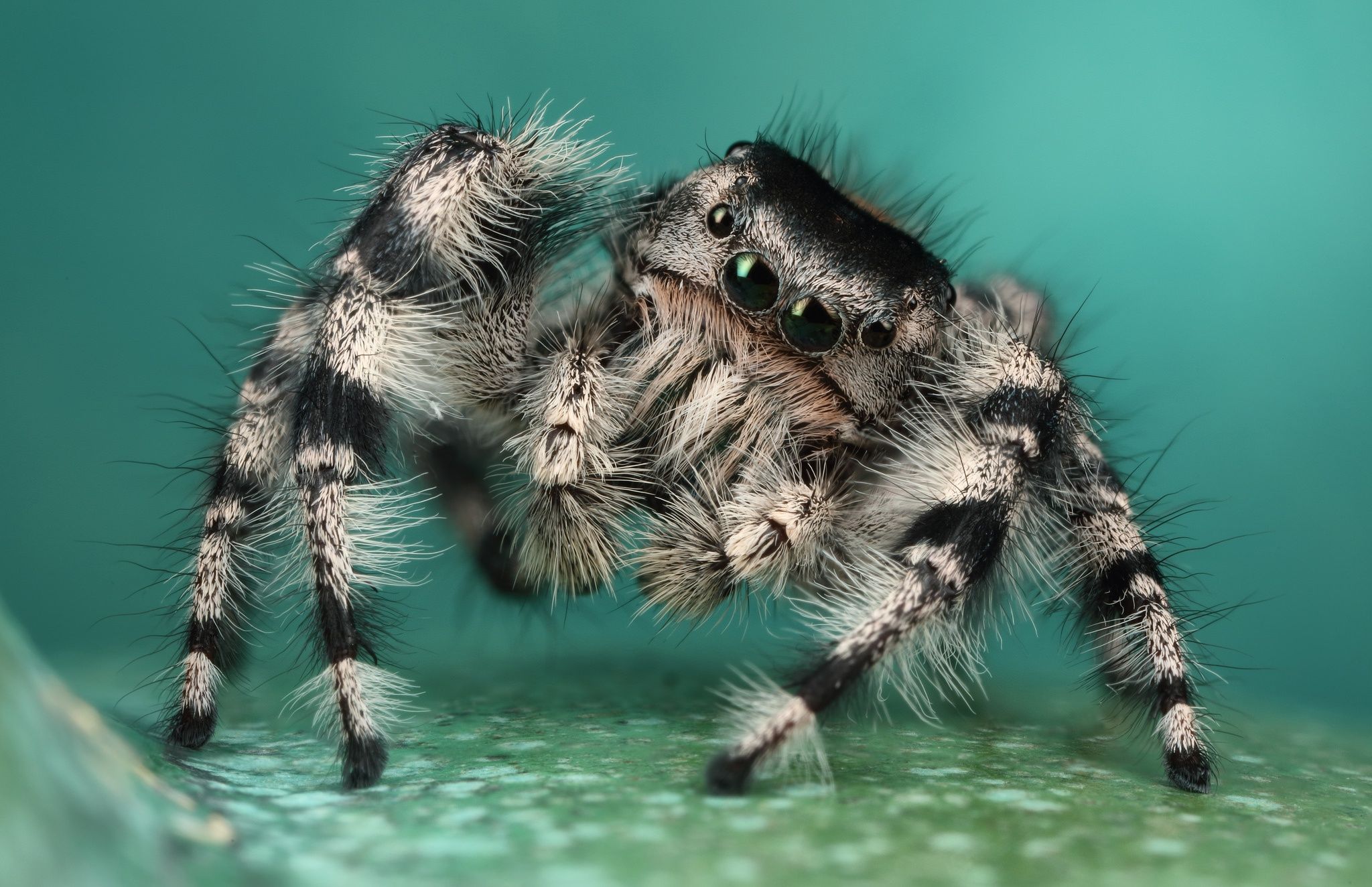 Jumping Spider Wallpapers - Top Free Jumping Spider Backgrounds ...