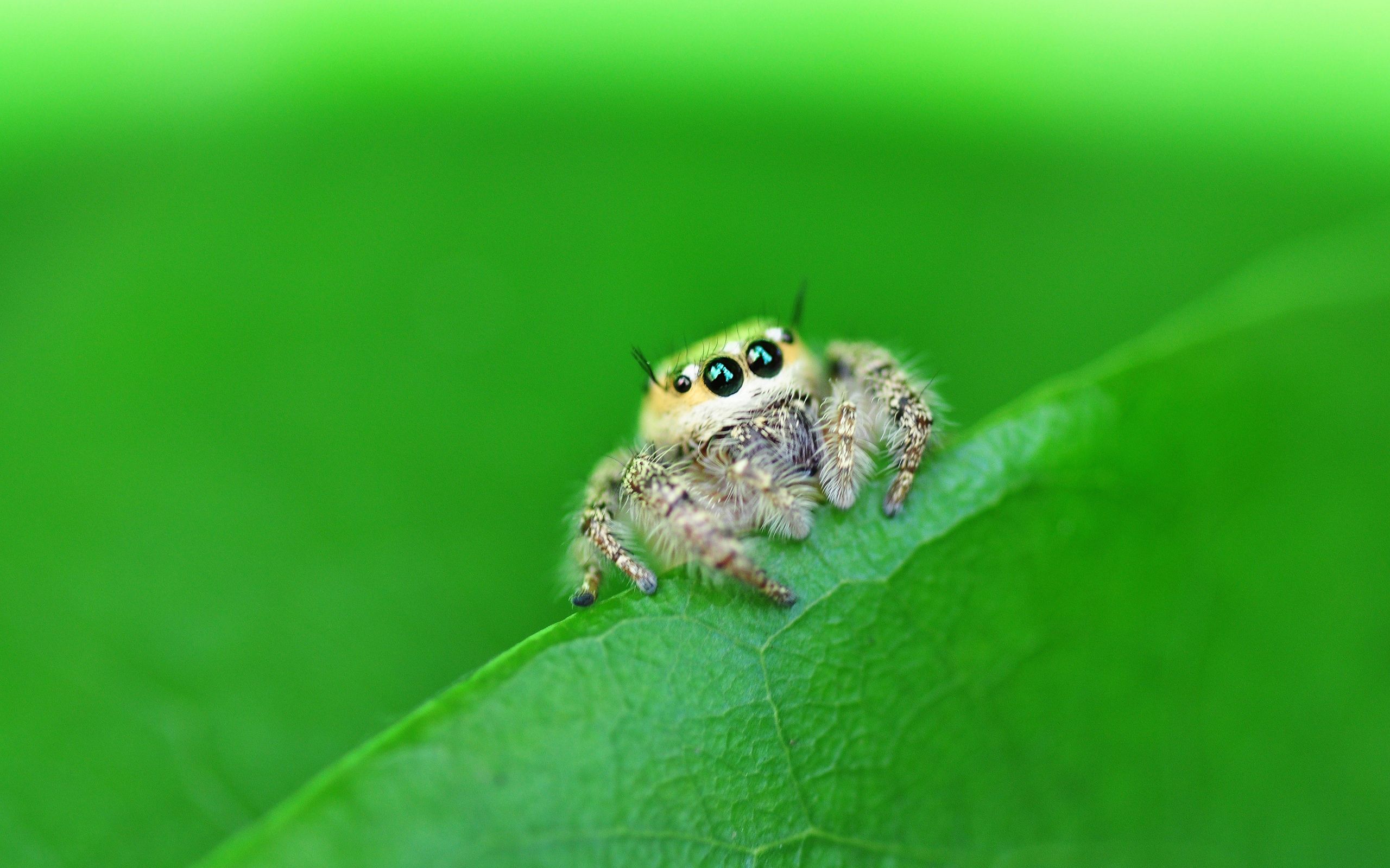 Jumping Spider Wallpapers - Top Free Jumping Spider Backgrounds ...
