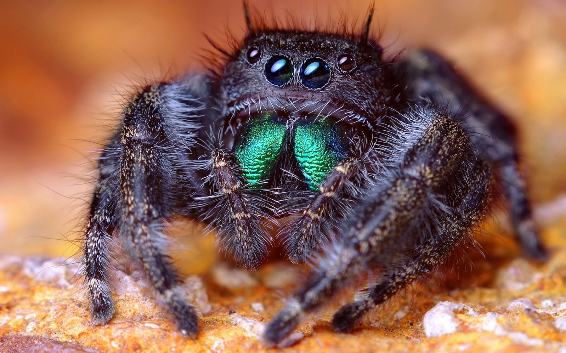 Jumping Spider Wallpapers - Top Free Jumping Spider Backgrounds ...