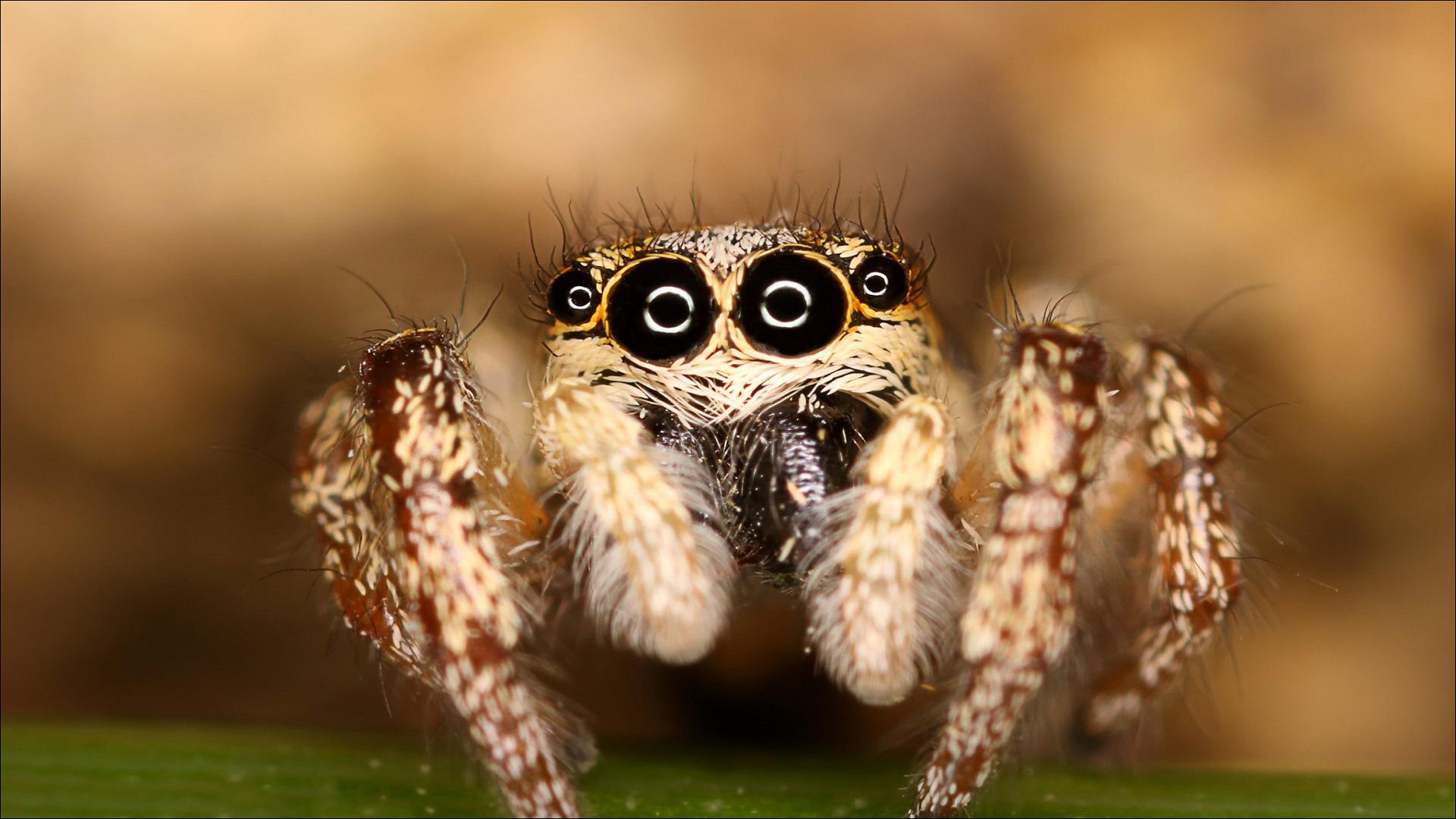 Jumping Spider Wallpapers - Top Free Jumping Spider Backgrounds ...