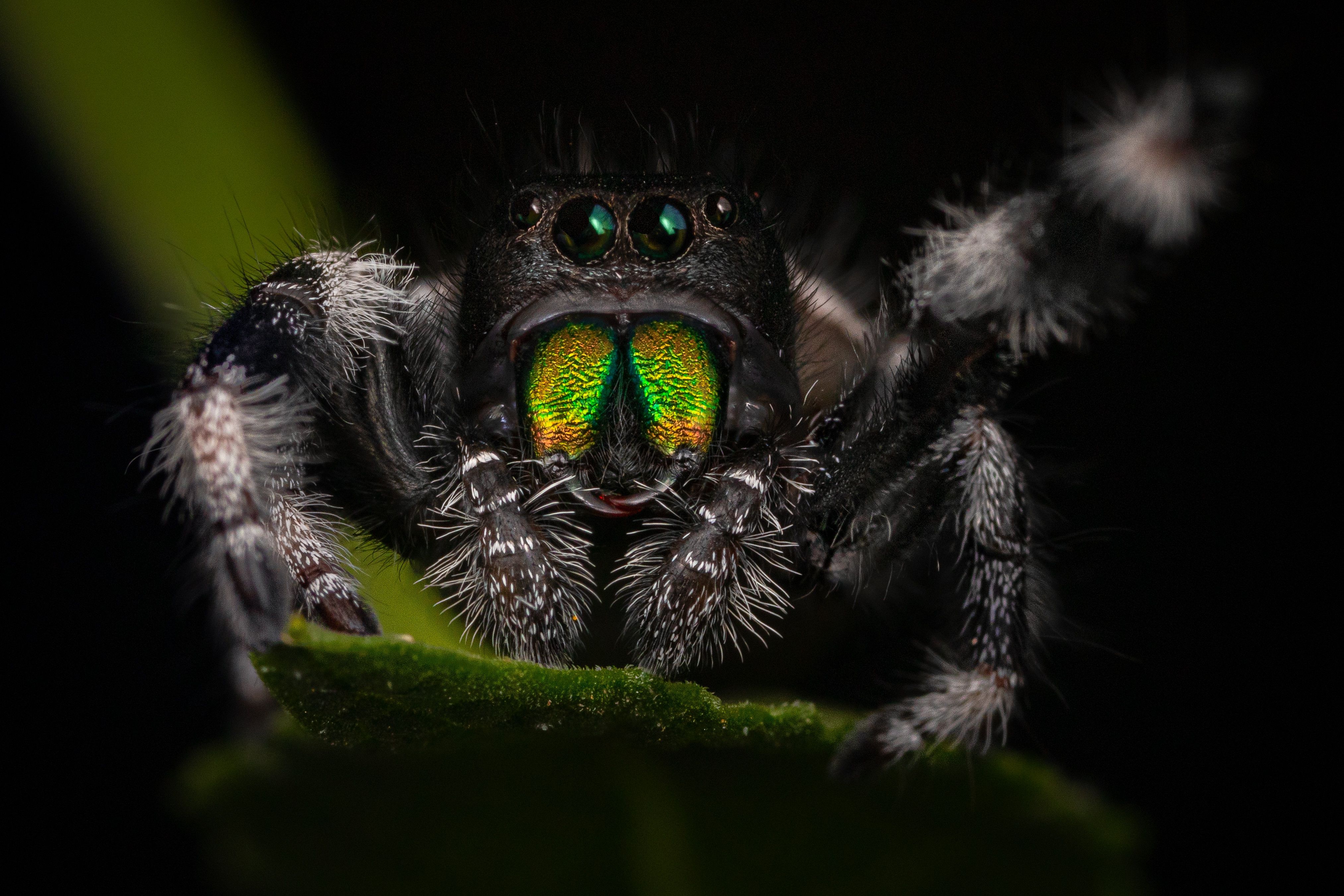 Jumping Spider Wallpapers - Top Free Jumping Spider Backgrounds ...
