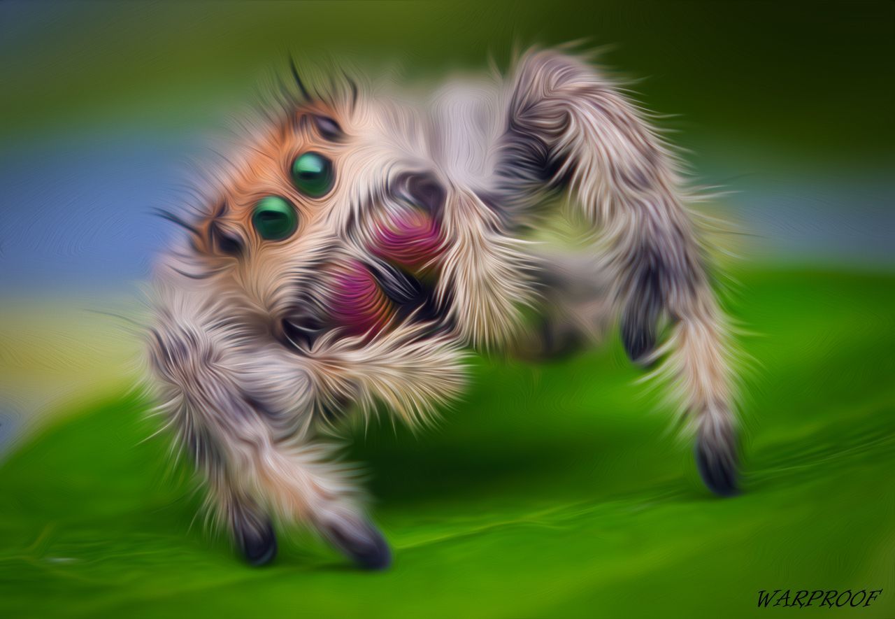 Jumping Spider Wallpapers - Top Free Jumping Spider Backgrounds ...