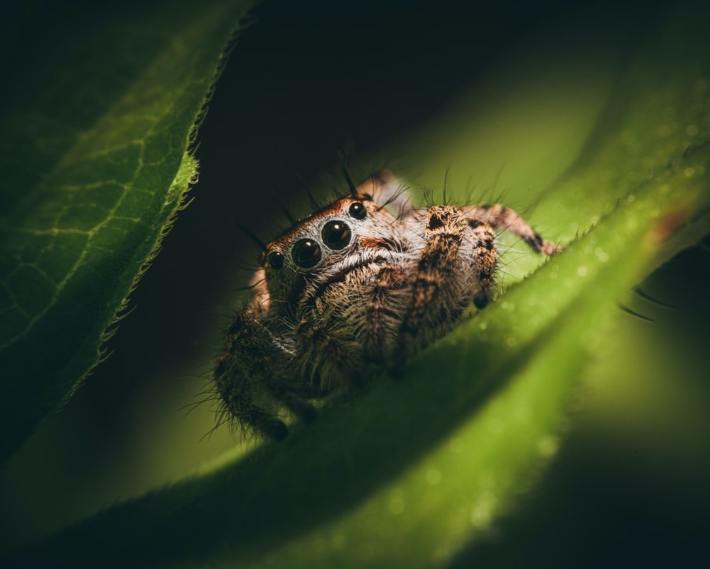 Jumping Spider Wallpapers - Top Free Jumping Spider Backgrounds ...