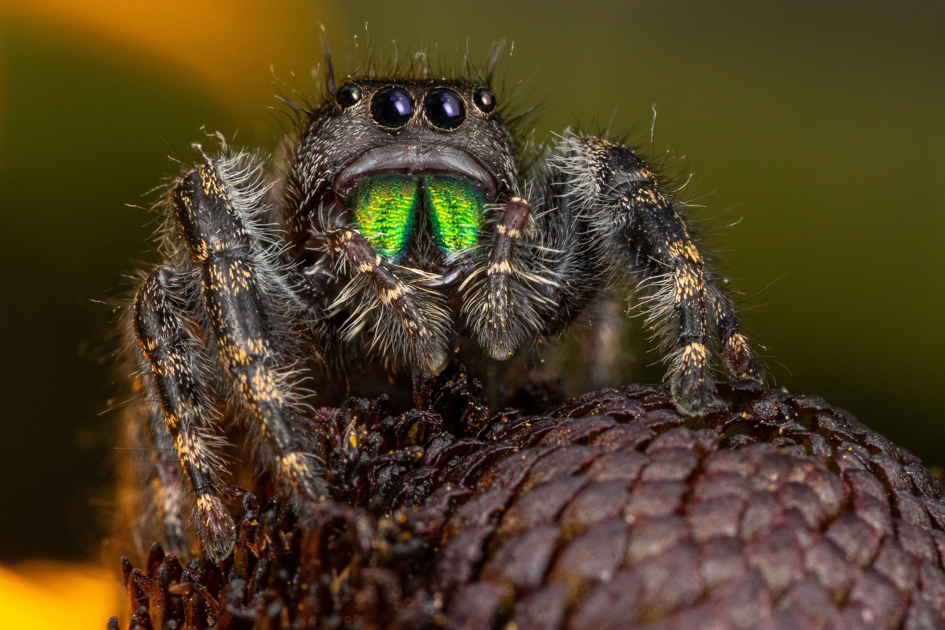 Jumping Spider Wallpapers - Top Free Jumping Spider Backgrounds ...