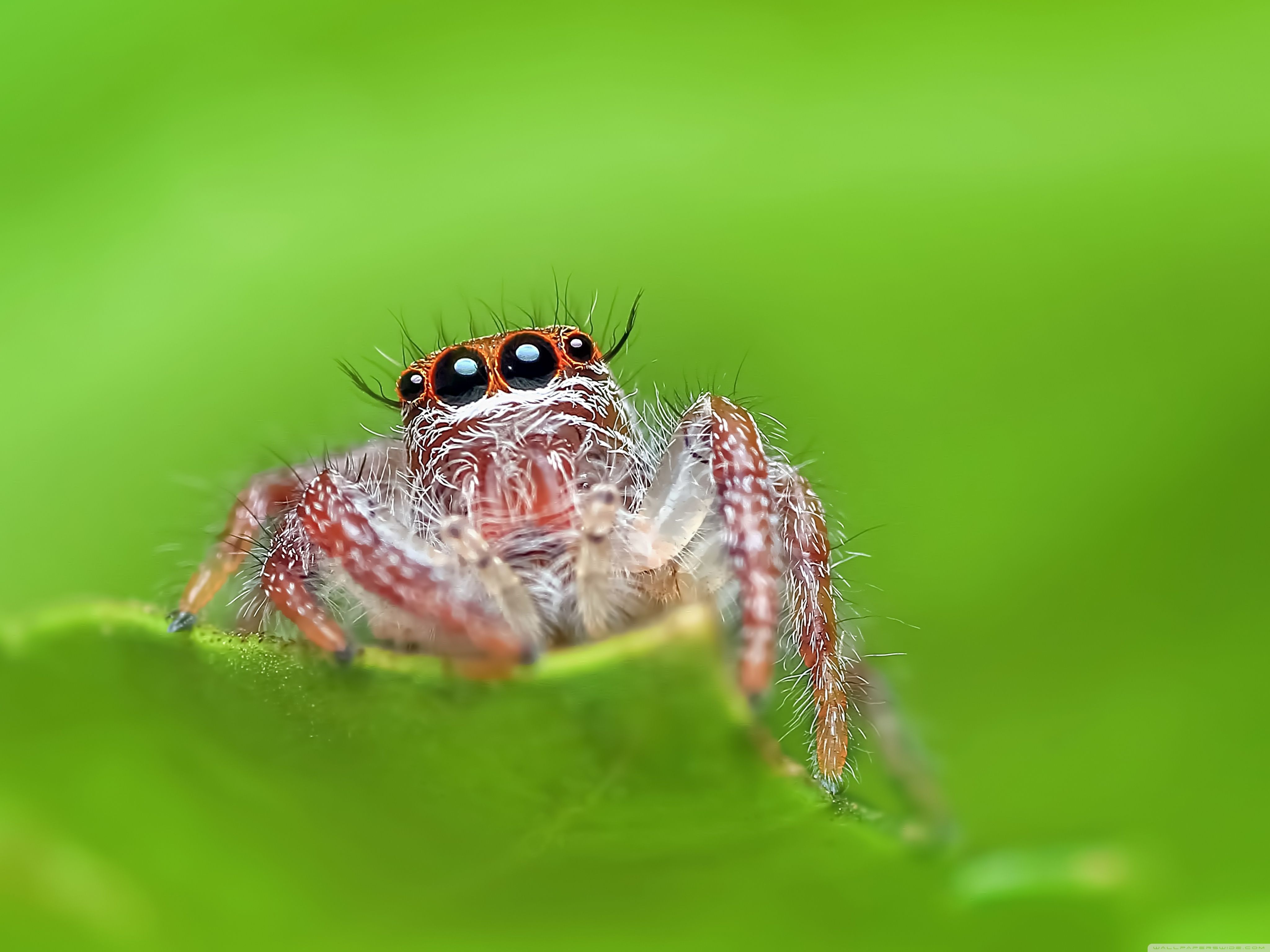 Jumping Spider Wallpapers - Top Free Jumping Spider Backgrounds ...