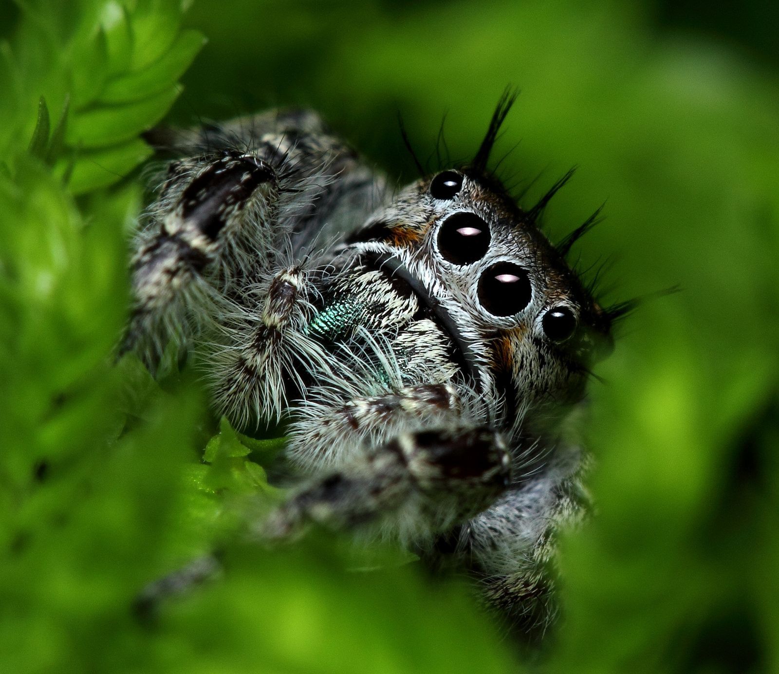 Jumping Spider Wallpapers - Top Free Jumping Spider Backgrounds ...