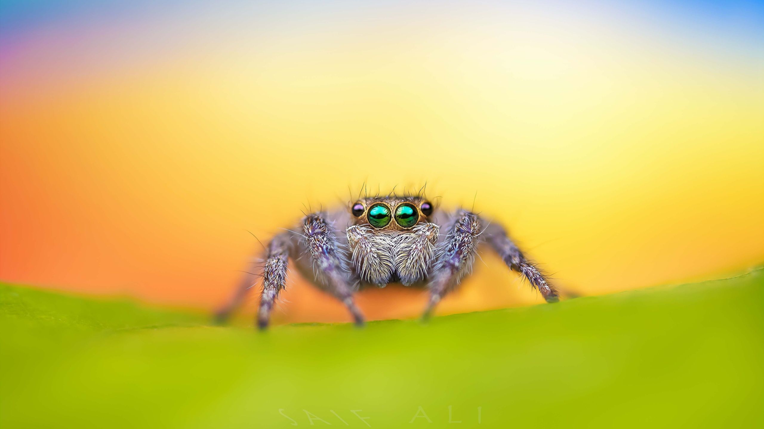 Jumping Spider Wallpapers - Top Free Jumping Spider Backgrounds ...