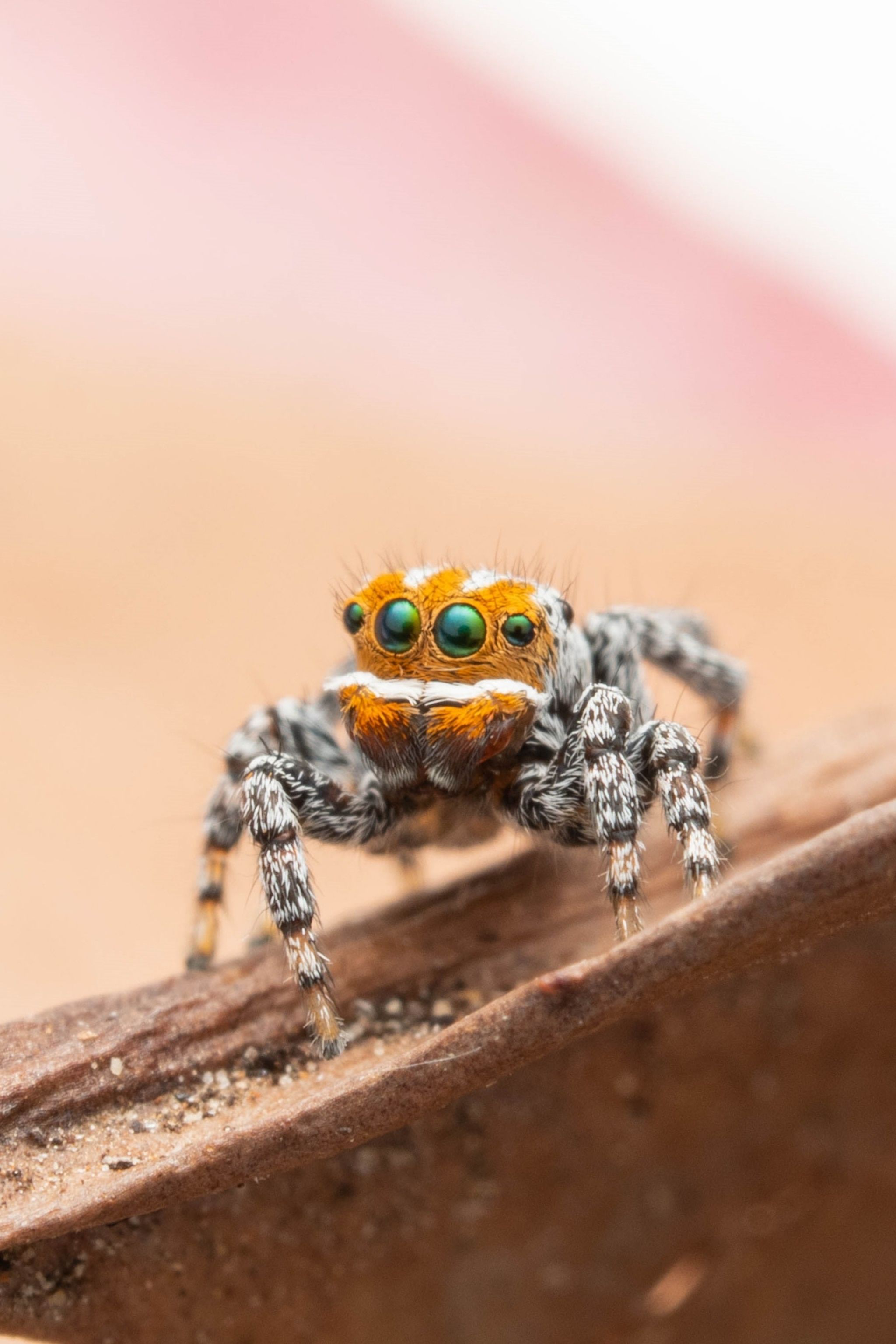 Jumping Spider Wallpapers - Top Free Jumping Spider Backgrounds ...